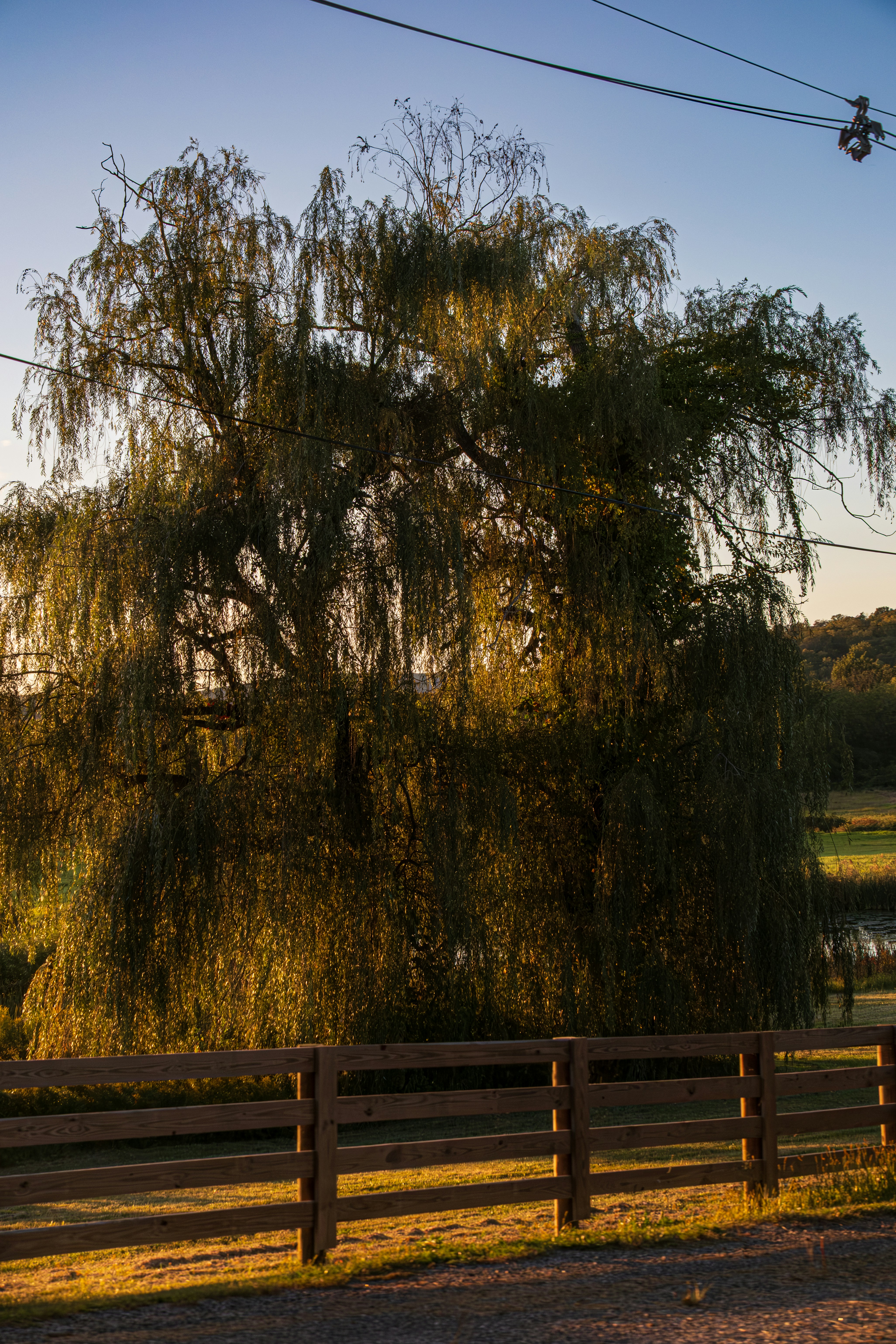 Whispers of the Willow at Dusk