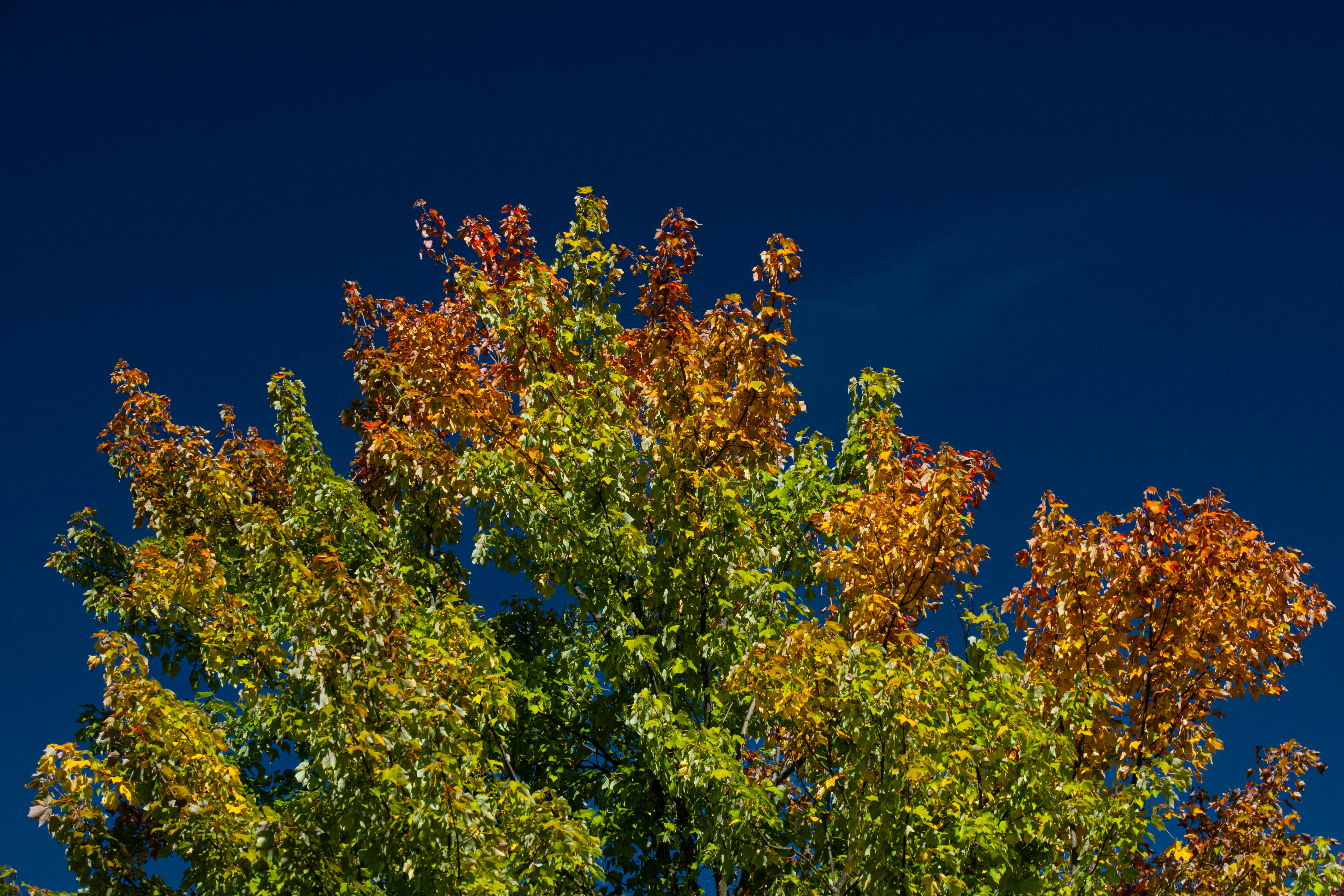 autumn colored leaves on a tree set against a dark blue sky | Autumn tree branches against a deep blue sky
