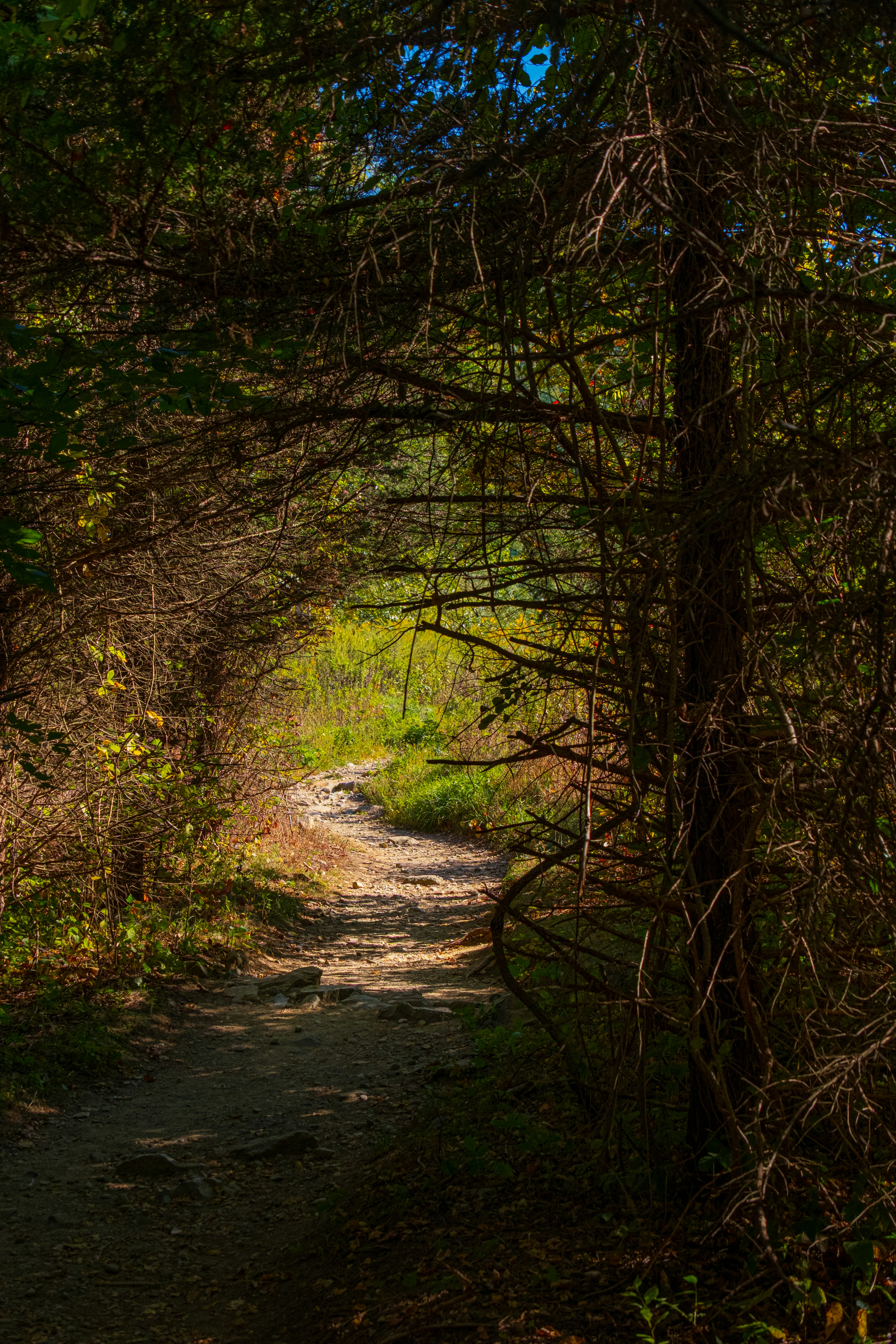 Whispers of the Woodland Path