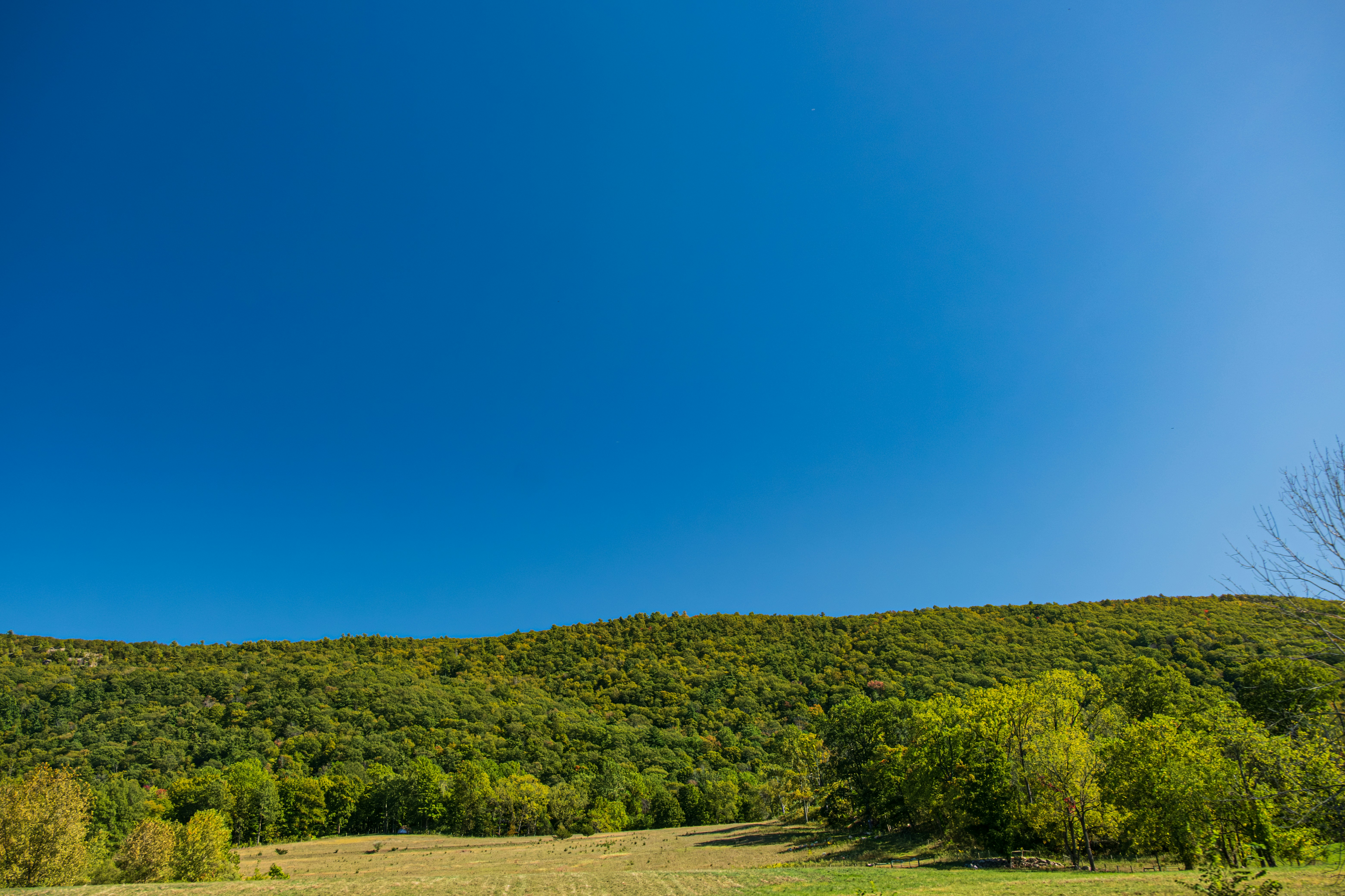 Whispers of Autumn: A Verdant Tapestry Under a Clear Sky