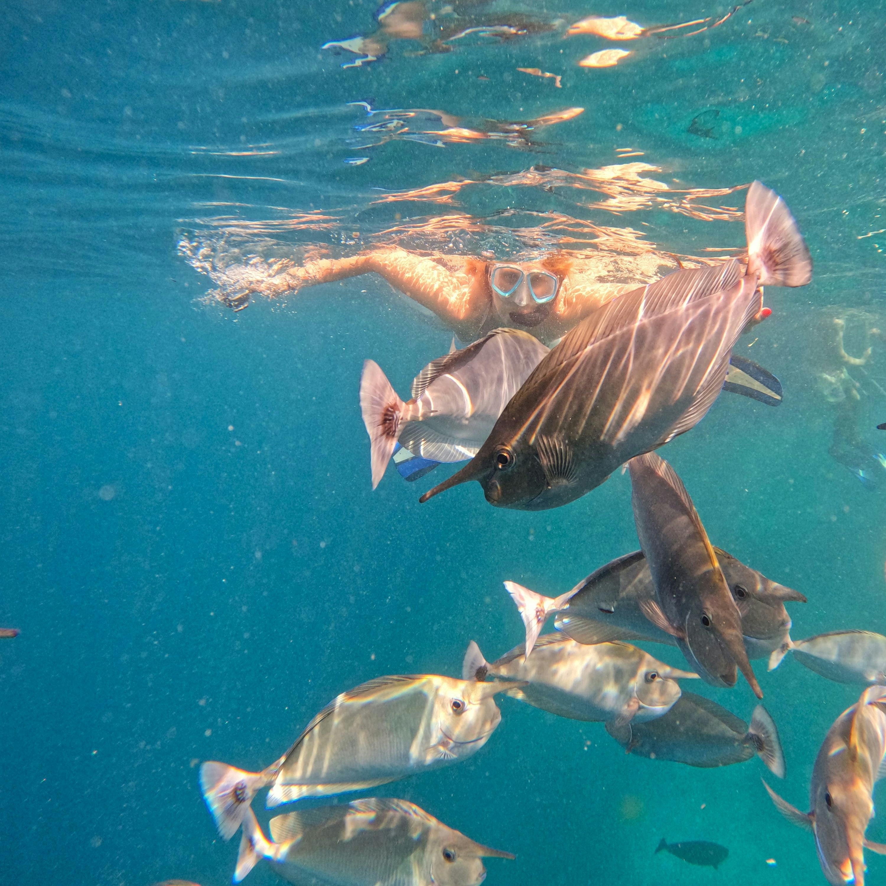 Fishes in their natural environment, in ocean, Maafushi, Maldive | Snorkeler swims with a school of fish underwater.