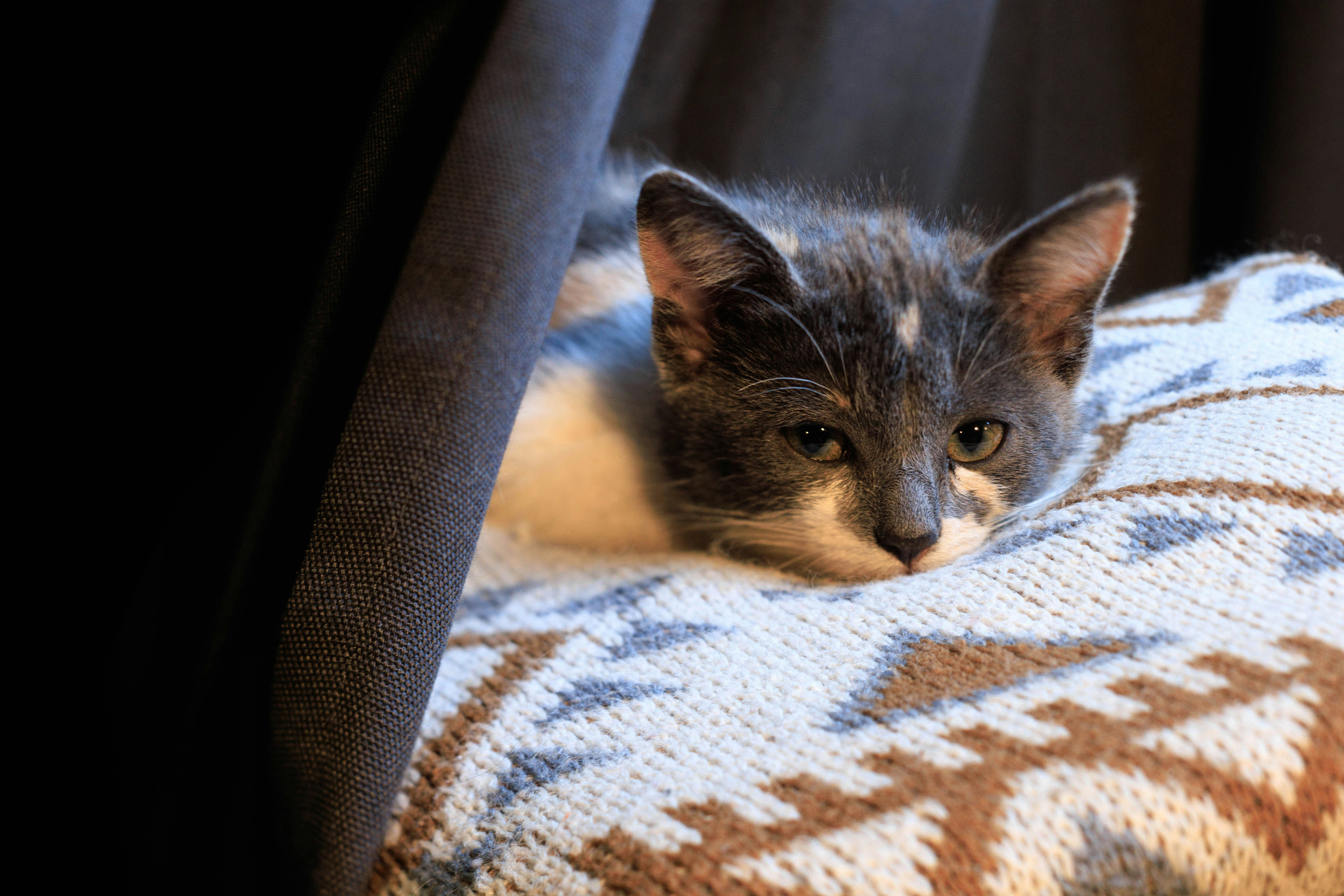 A small kitten rests on a patterned cushion.