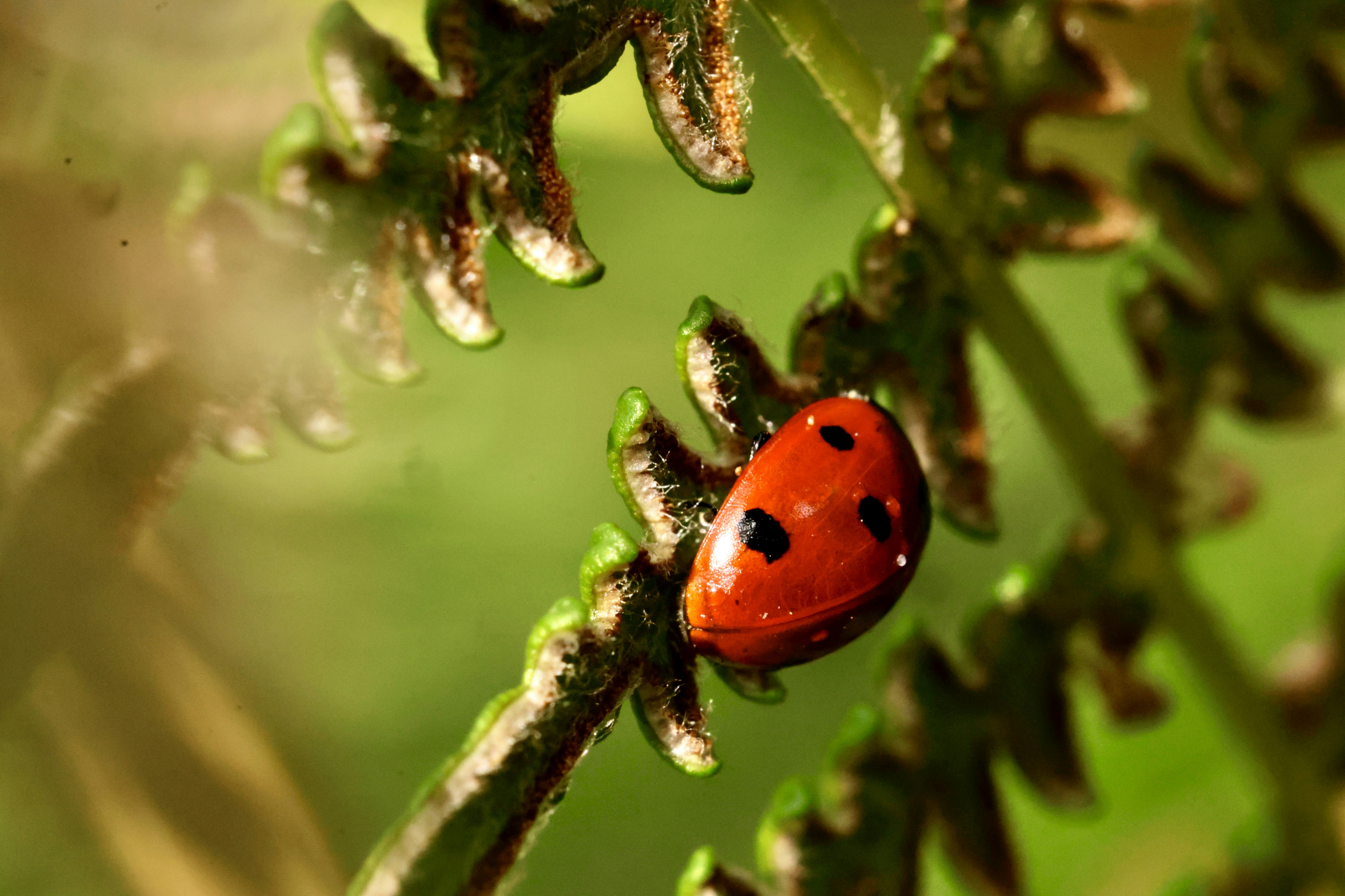 A red ladybug with black spots on a green plant.