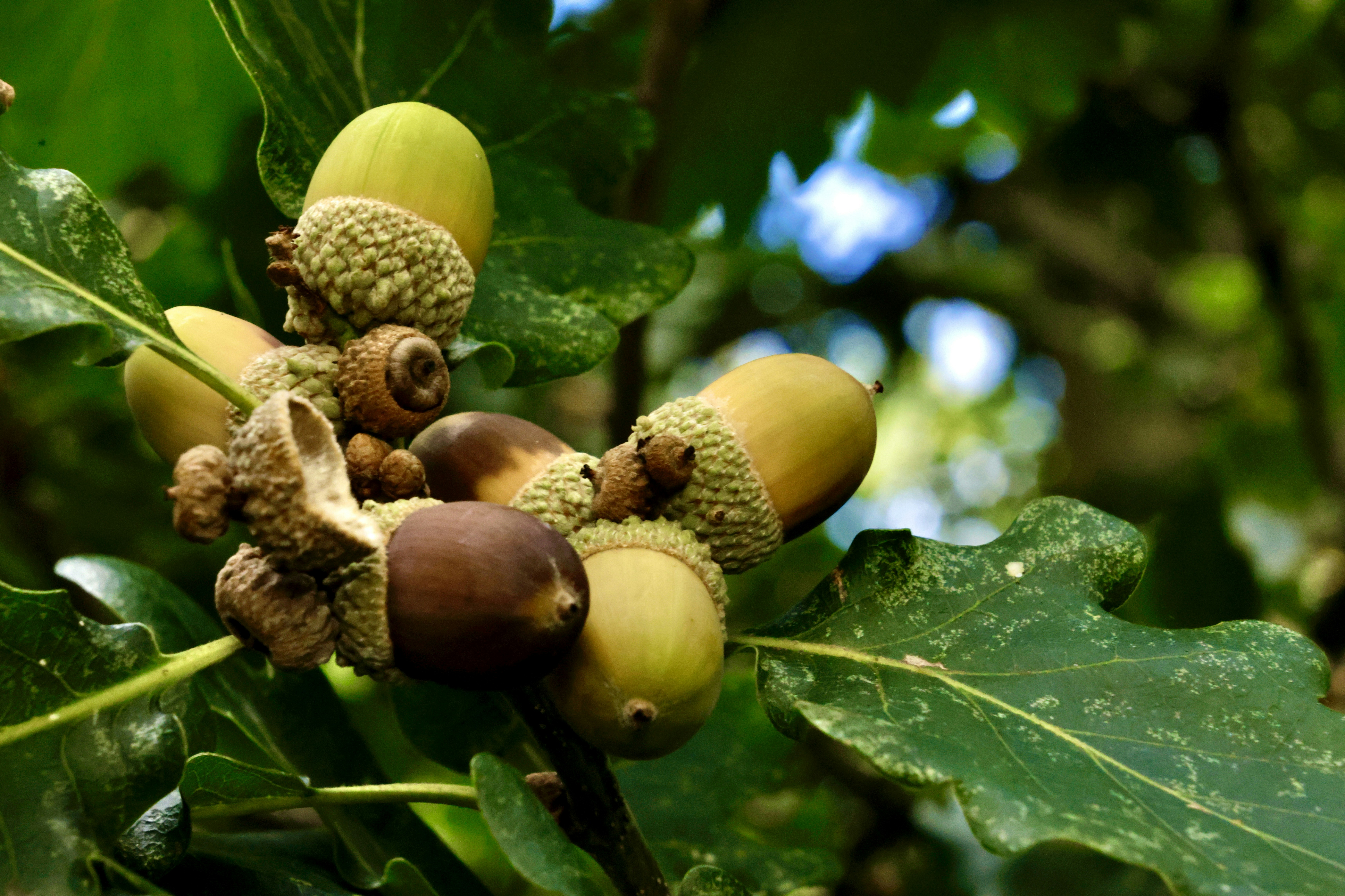 Acorns on an oak tree branch with leaves.