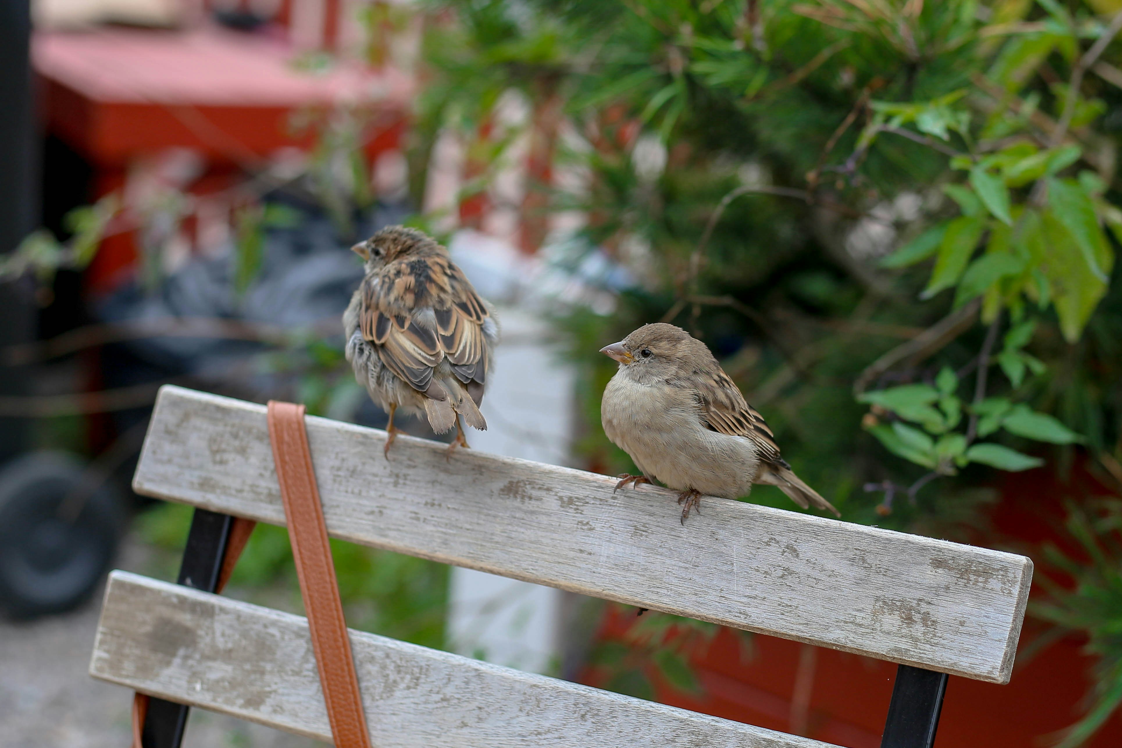 Two Sparrows on a Weathered Bench in a Sunlit Courtyard