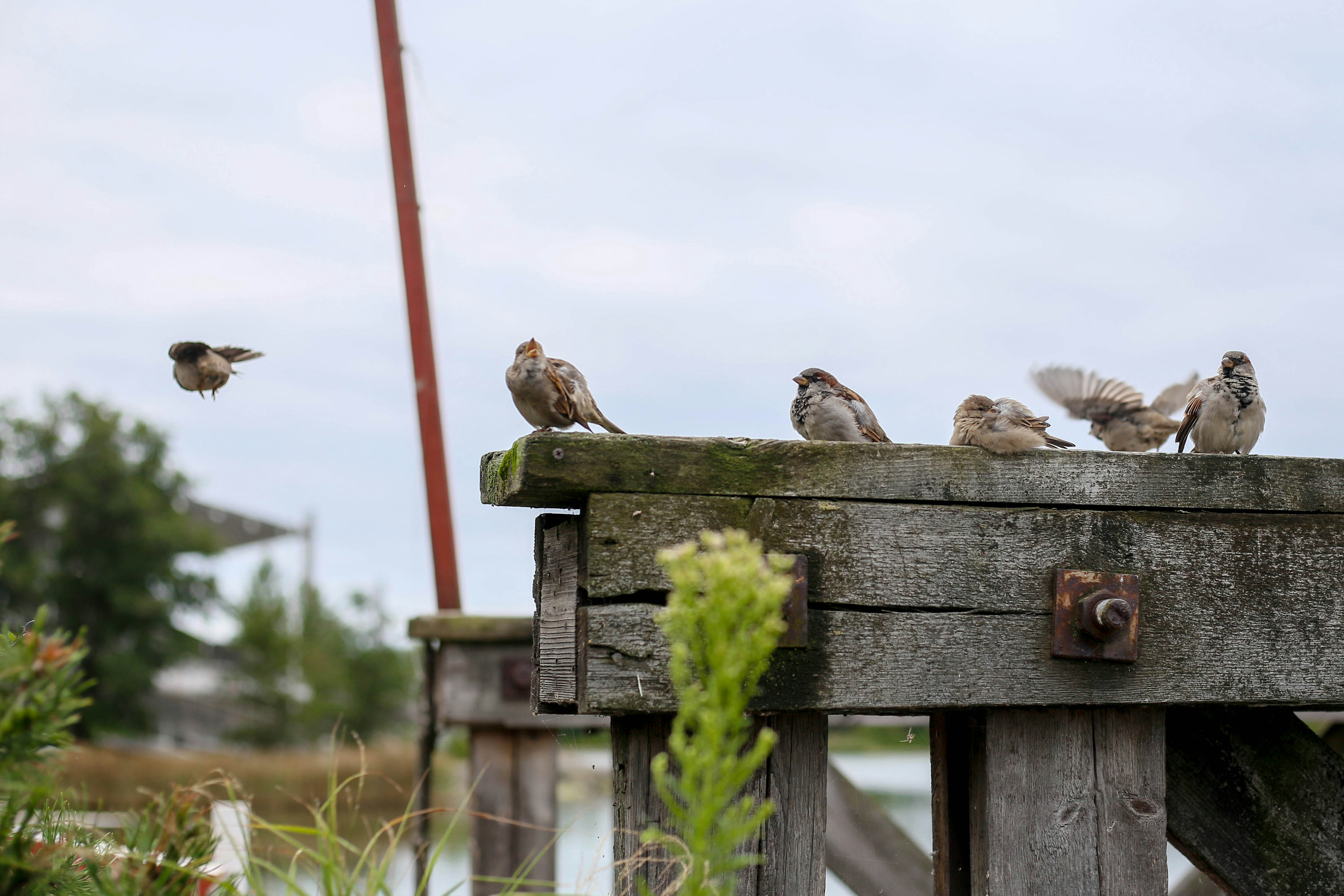 A group of sparrows perched on a weathered wooden dock, with one bird in mid-flight, surrounded by lush greenery and a tranquil water backdrop.