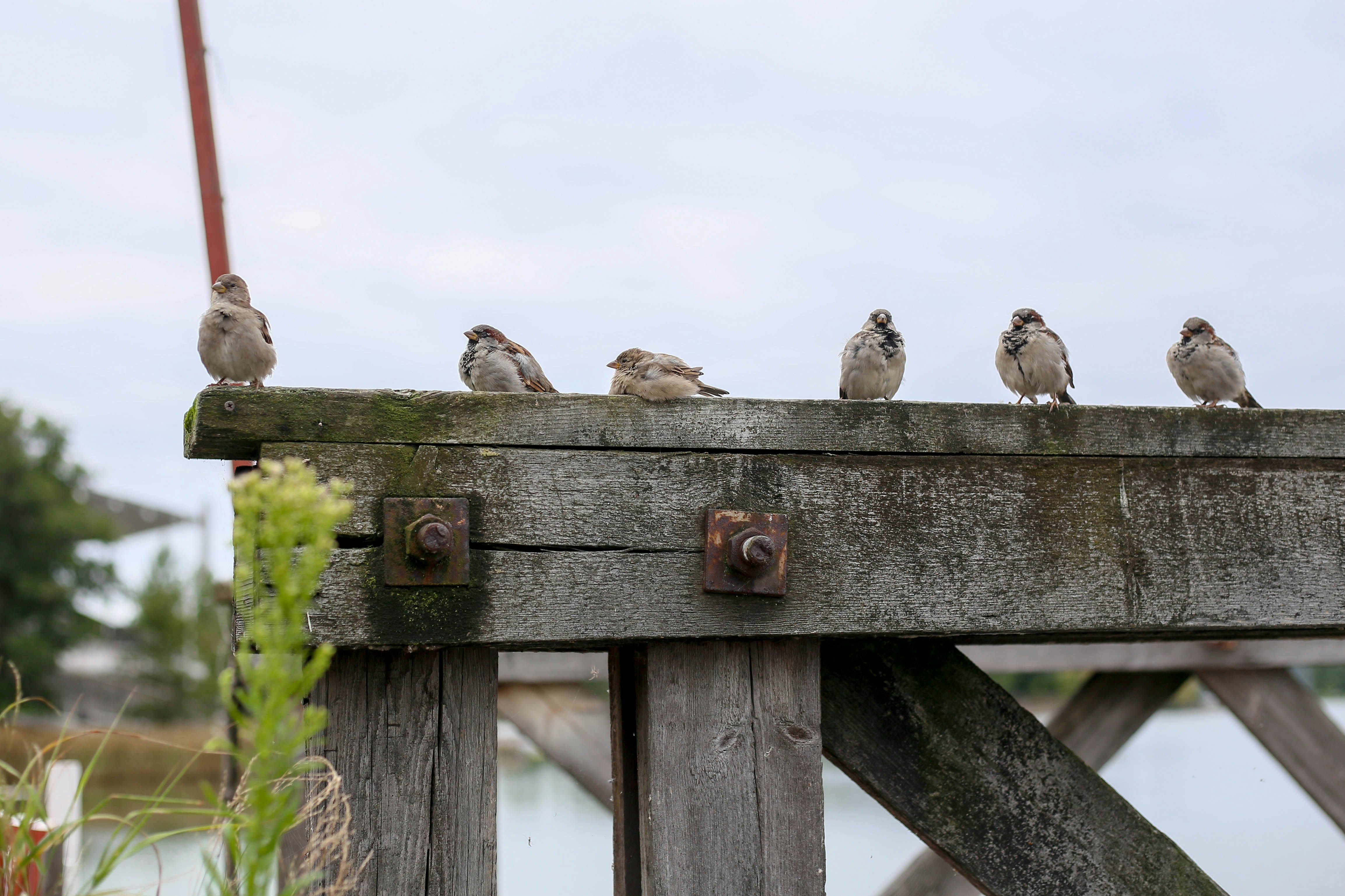 Beaks on Weathered Timber: Six Sparrows Along a Quiet Harbor Beam