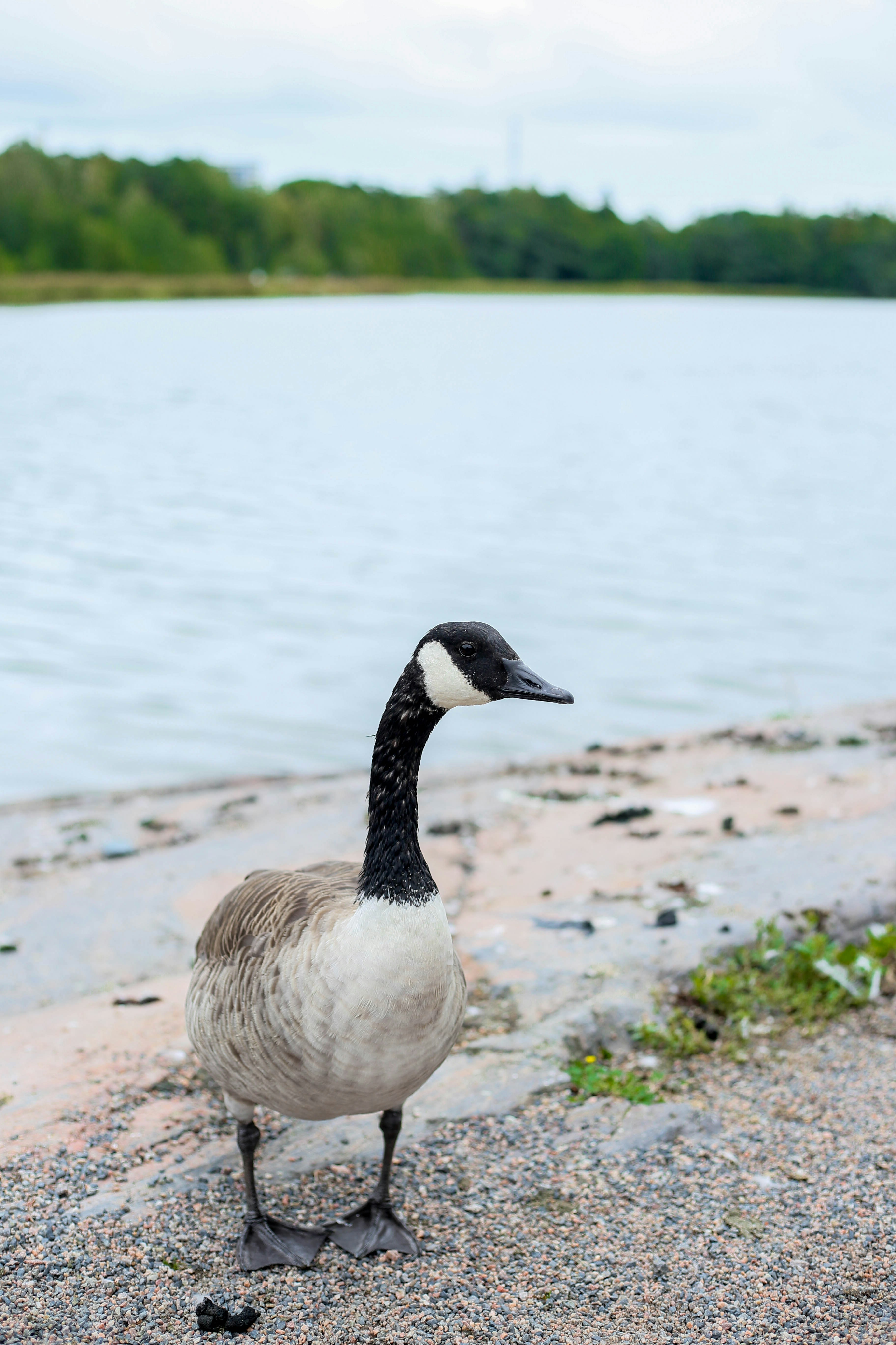 Pebble-Shore Sentinel: Canada Goose at a Quiet Lake