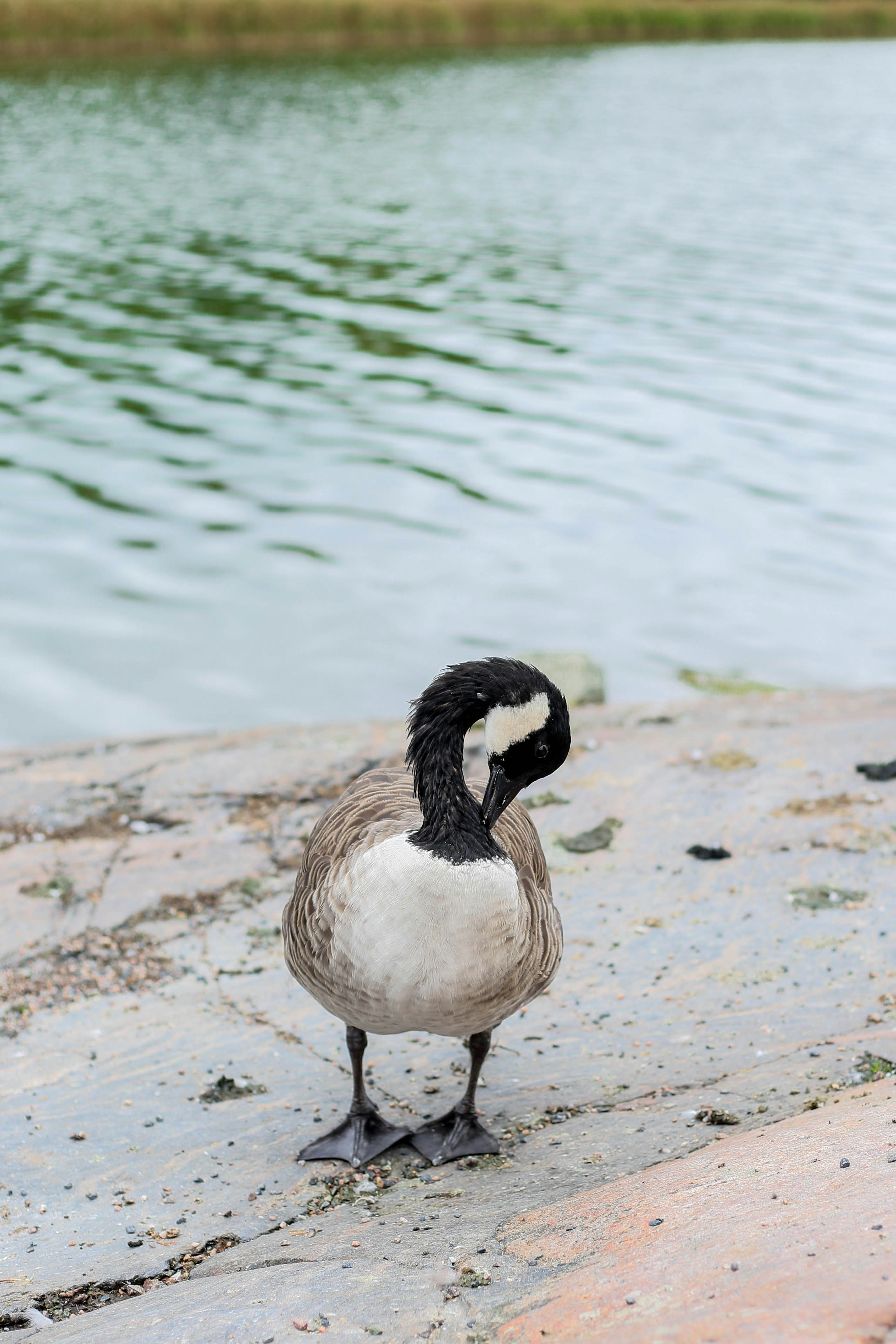 Contemplative Goose at the Lakeside