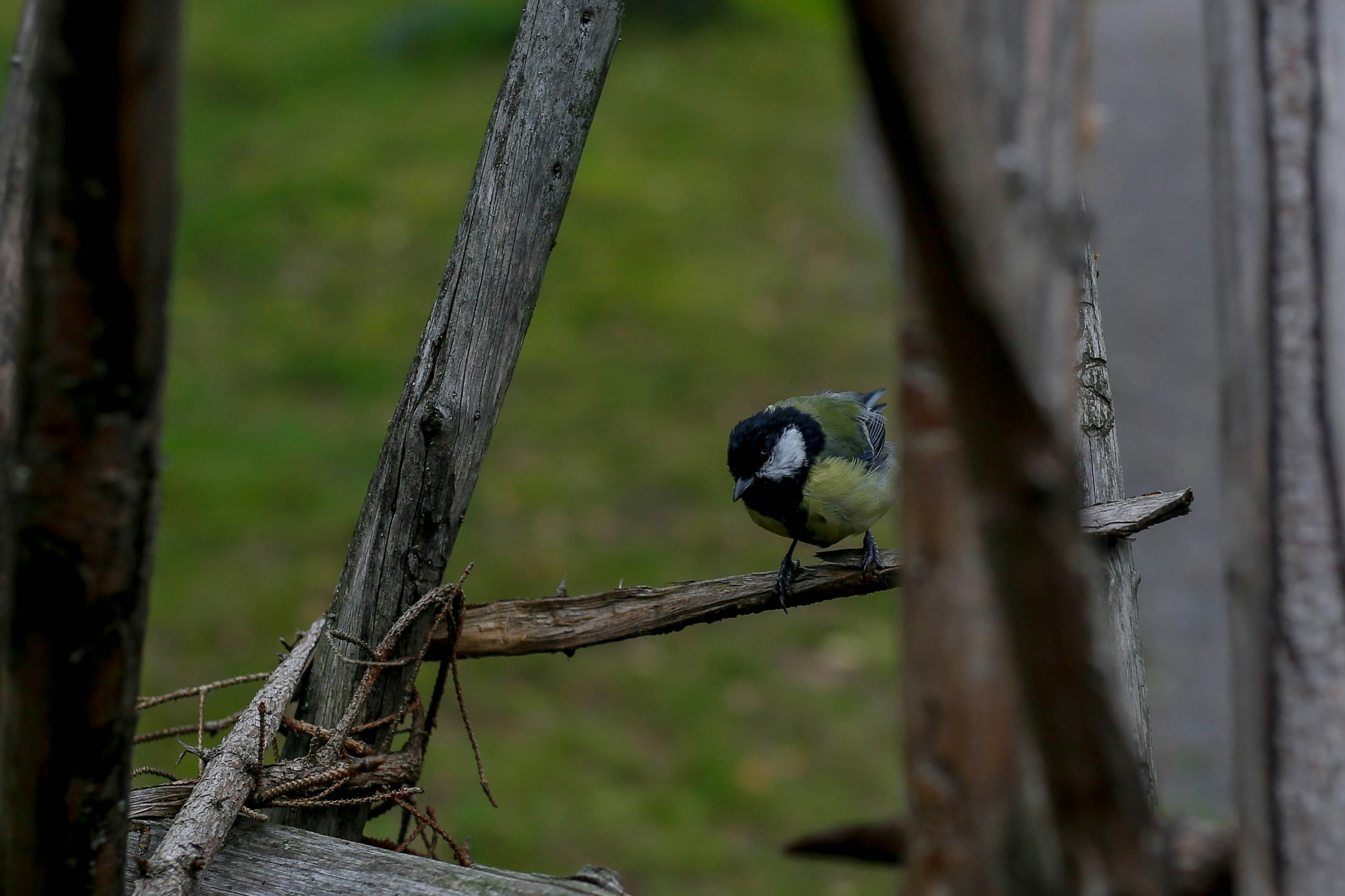 A small bird perched on a branch amidst rustic wooden structures, showcasing its vibrant plumage against a blurred natural backdrop.
