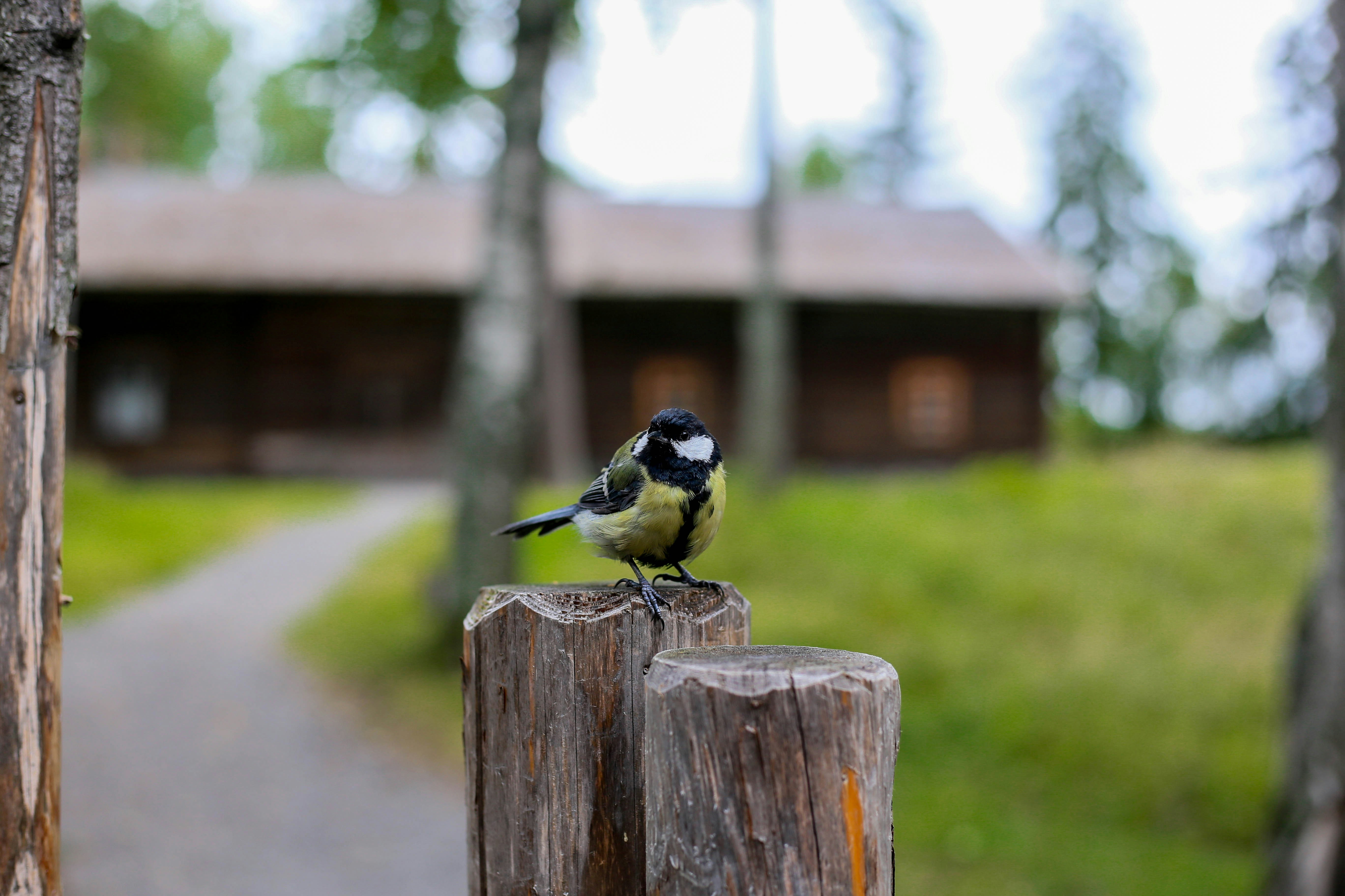 Great Tit on a Weathered Post Along a Quiet Woodland Path to a Rustic Cabin