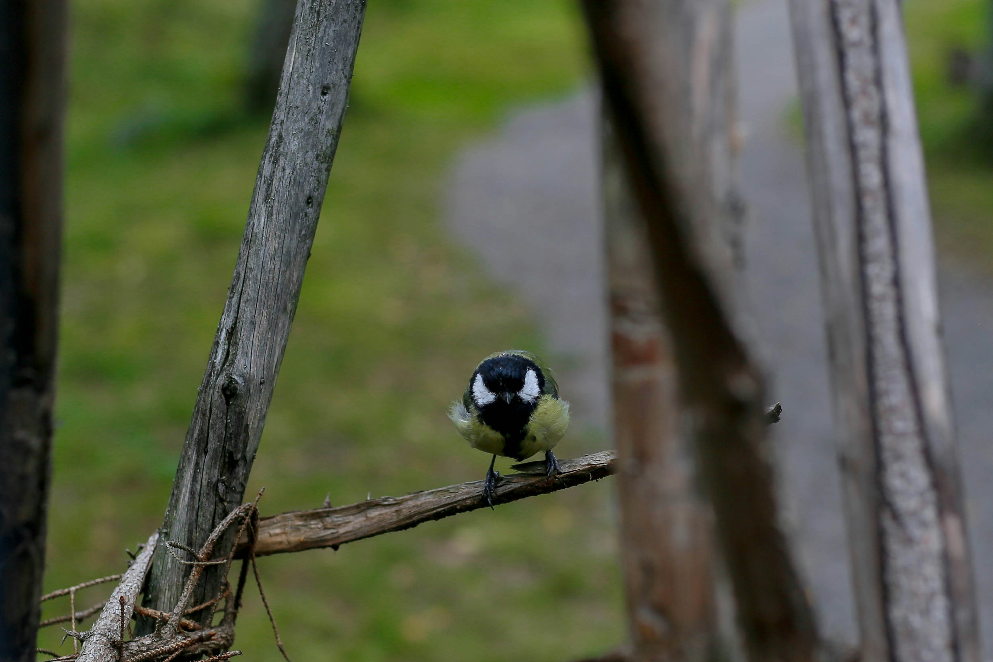 Great Tit on a Weathered Branch Between Fence Posts in a Quiet Garden