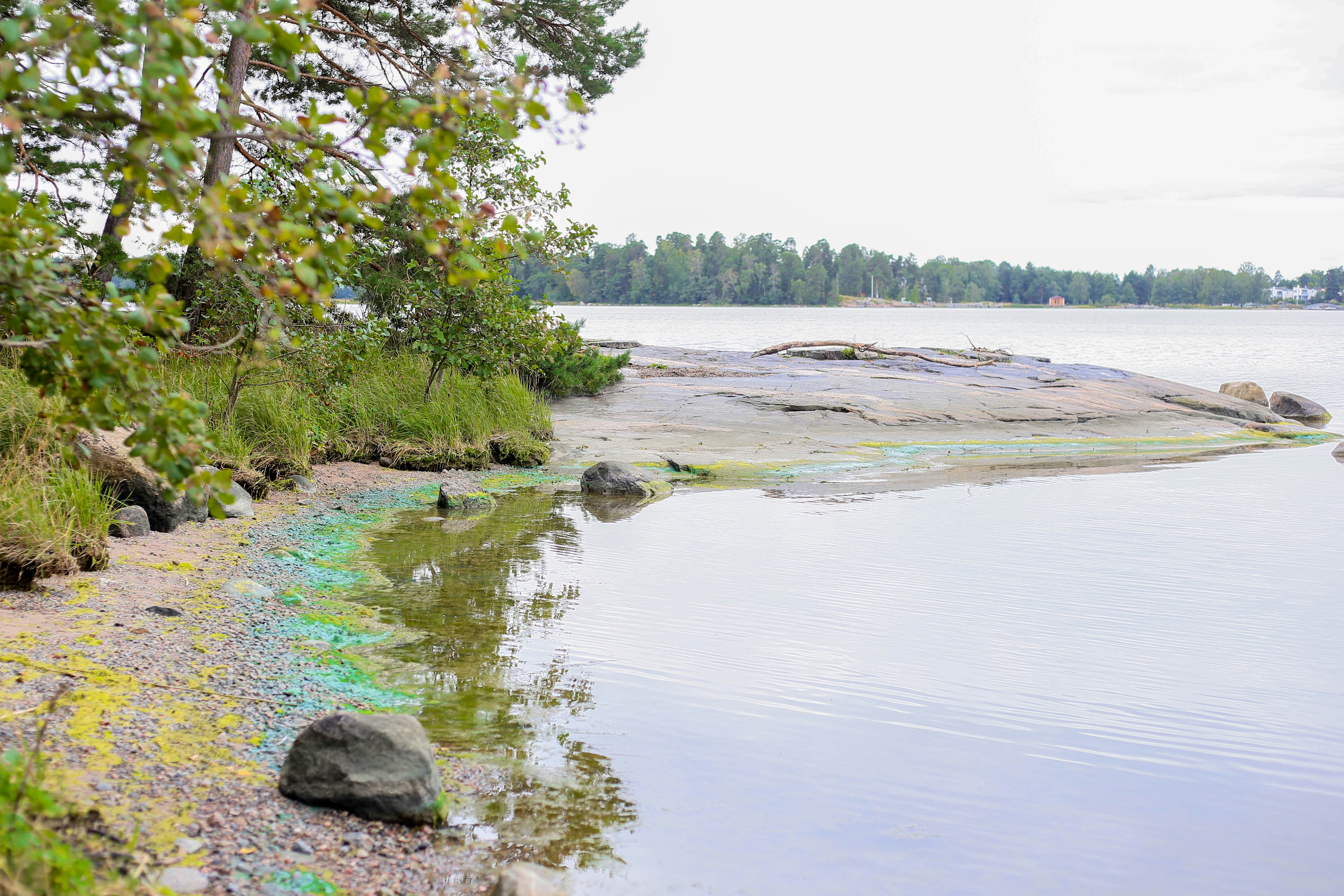 Algae-Streaked Shoreline by a Quiet Lake