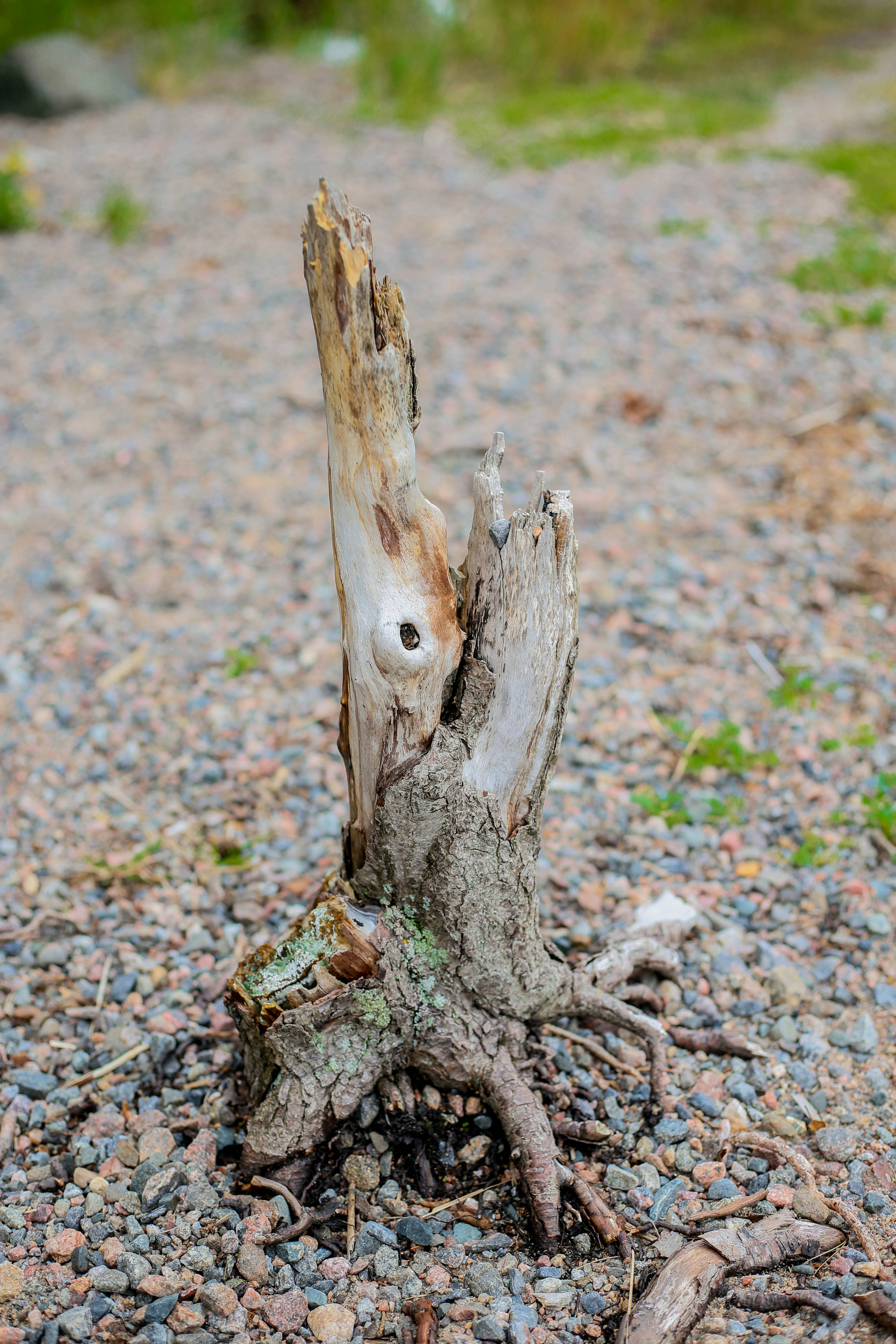 Weathered tree stump emerging from a gravel landscape, showcasing intricate textures and organic forms.