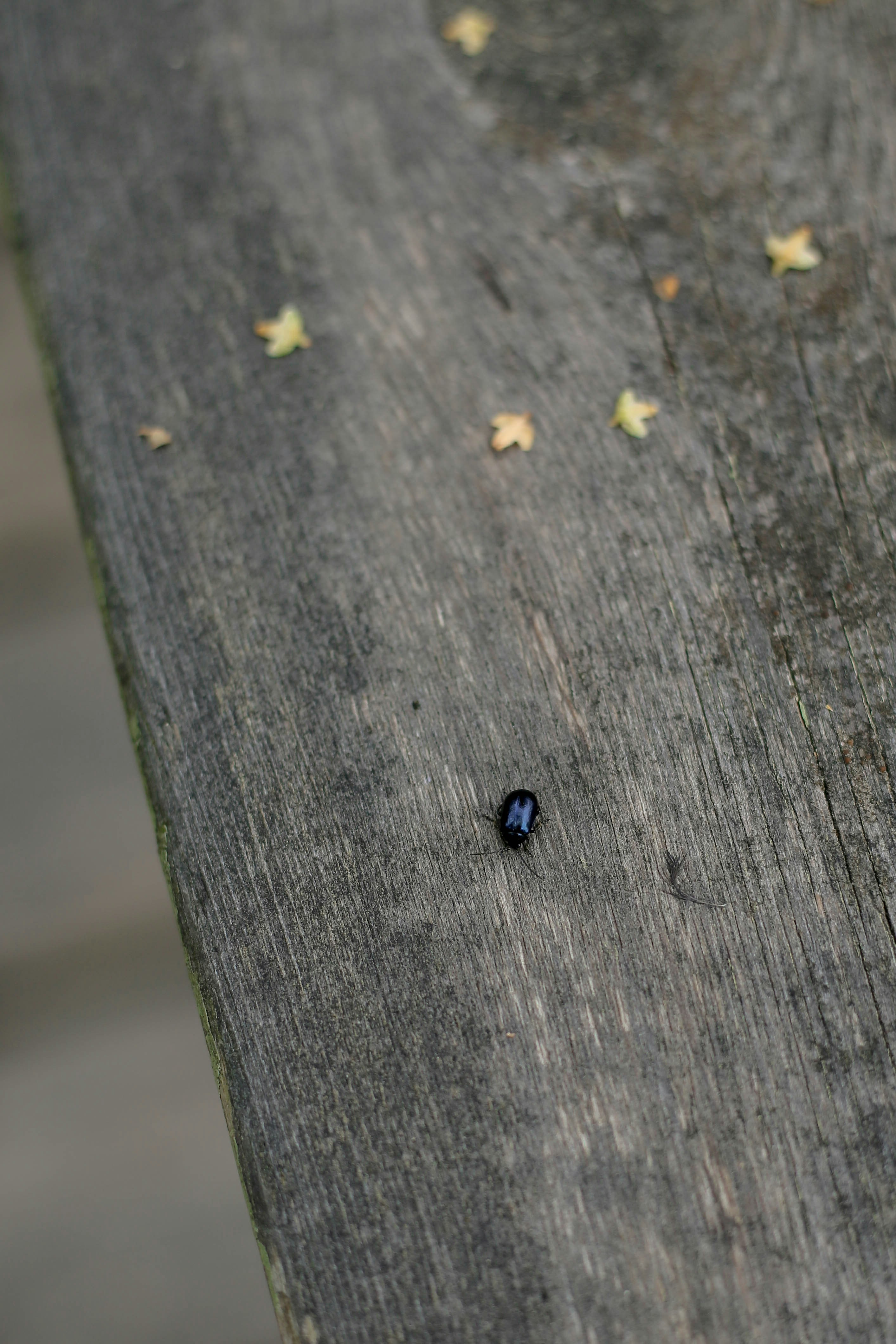 Blue-Black Beetle on a Weathered Plank: Quiet Autumn Contrast