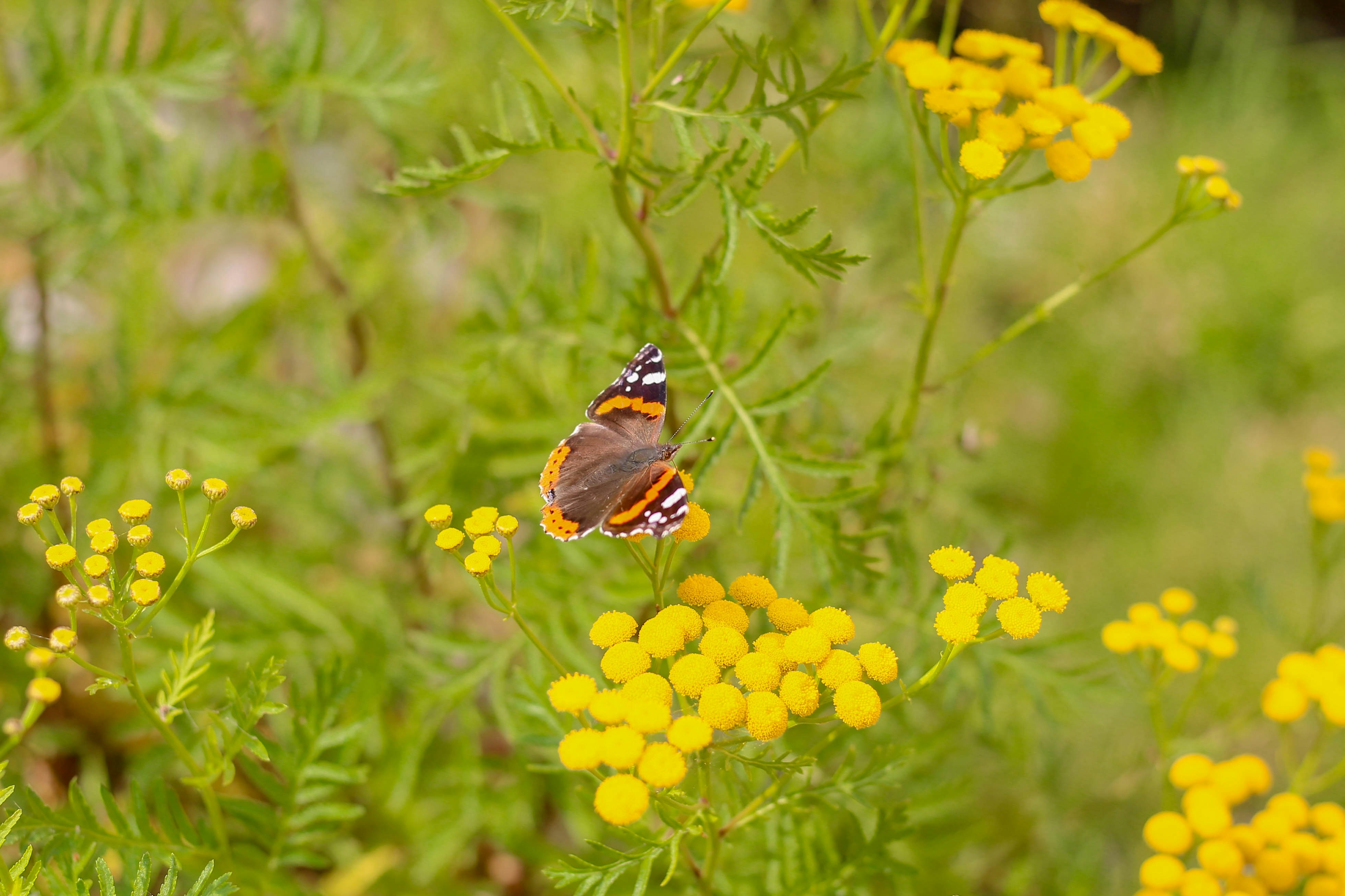 Painted Lady on sunlit yarrow in a dappled meadow