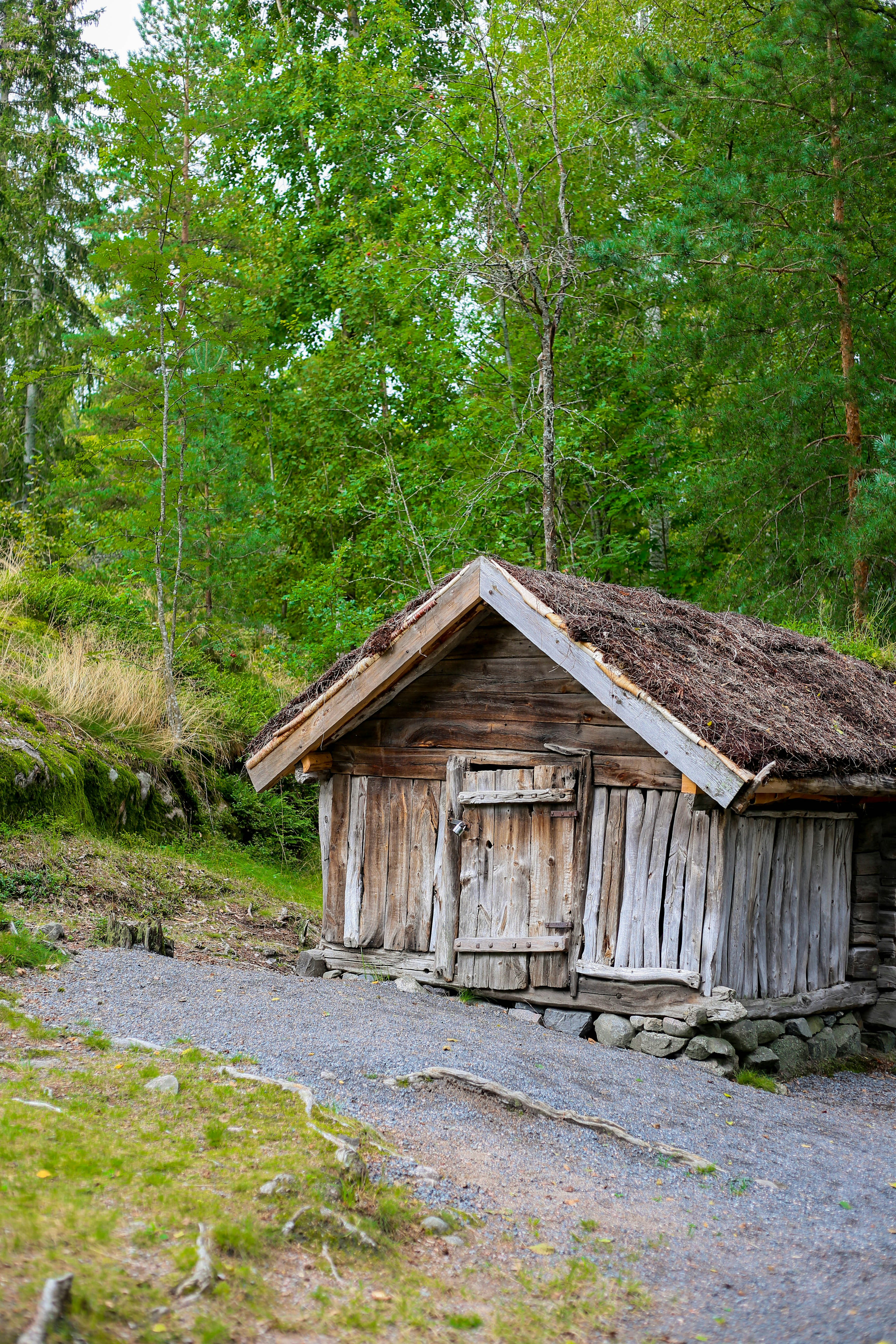 Rustic wooden cabin with grass roof in forest