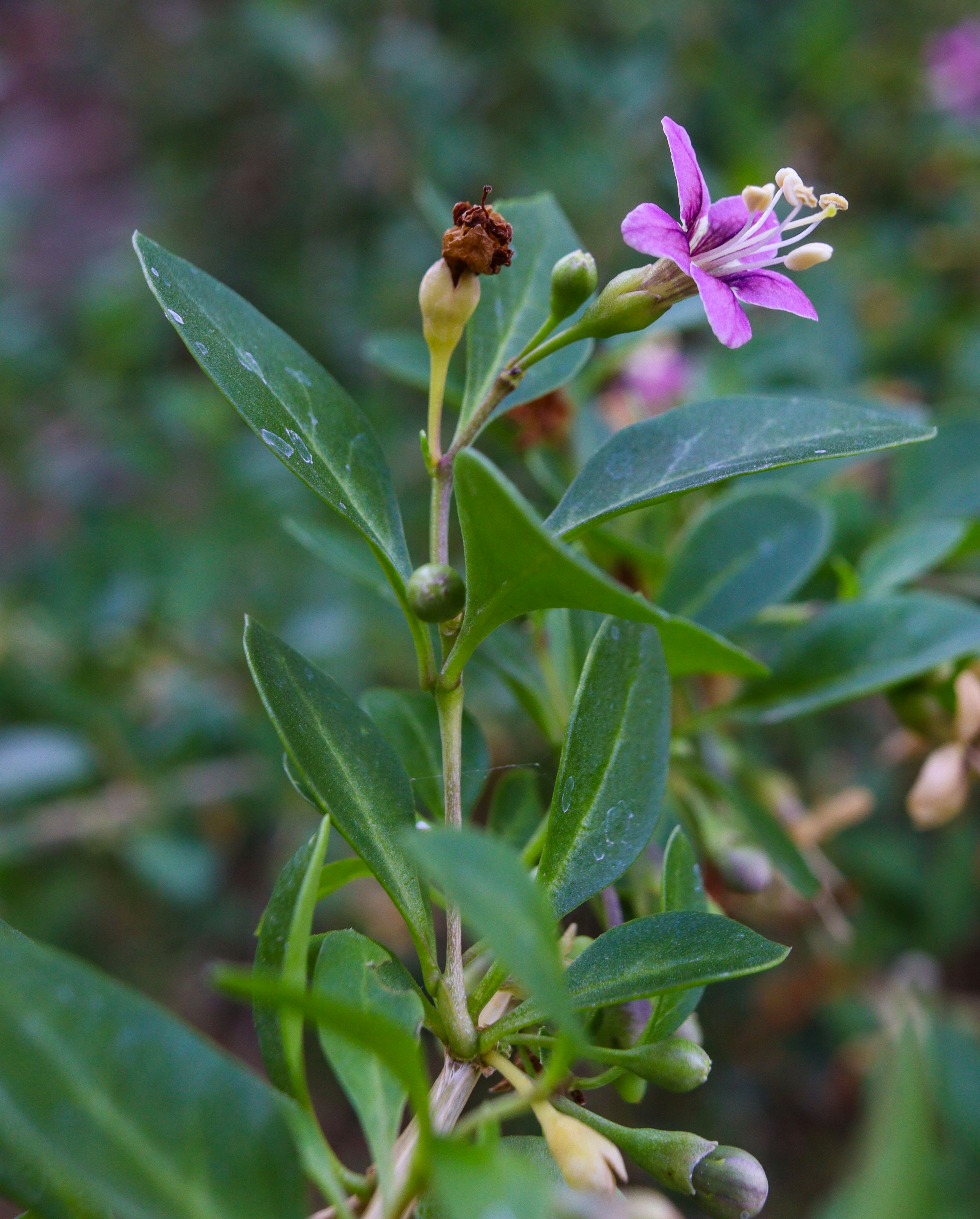 Pink Starflower Rising Through Verdant Foliage