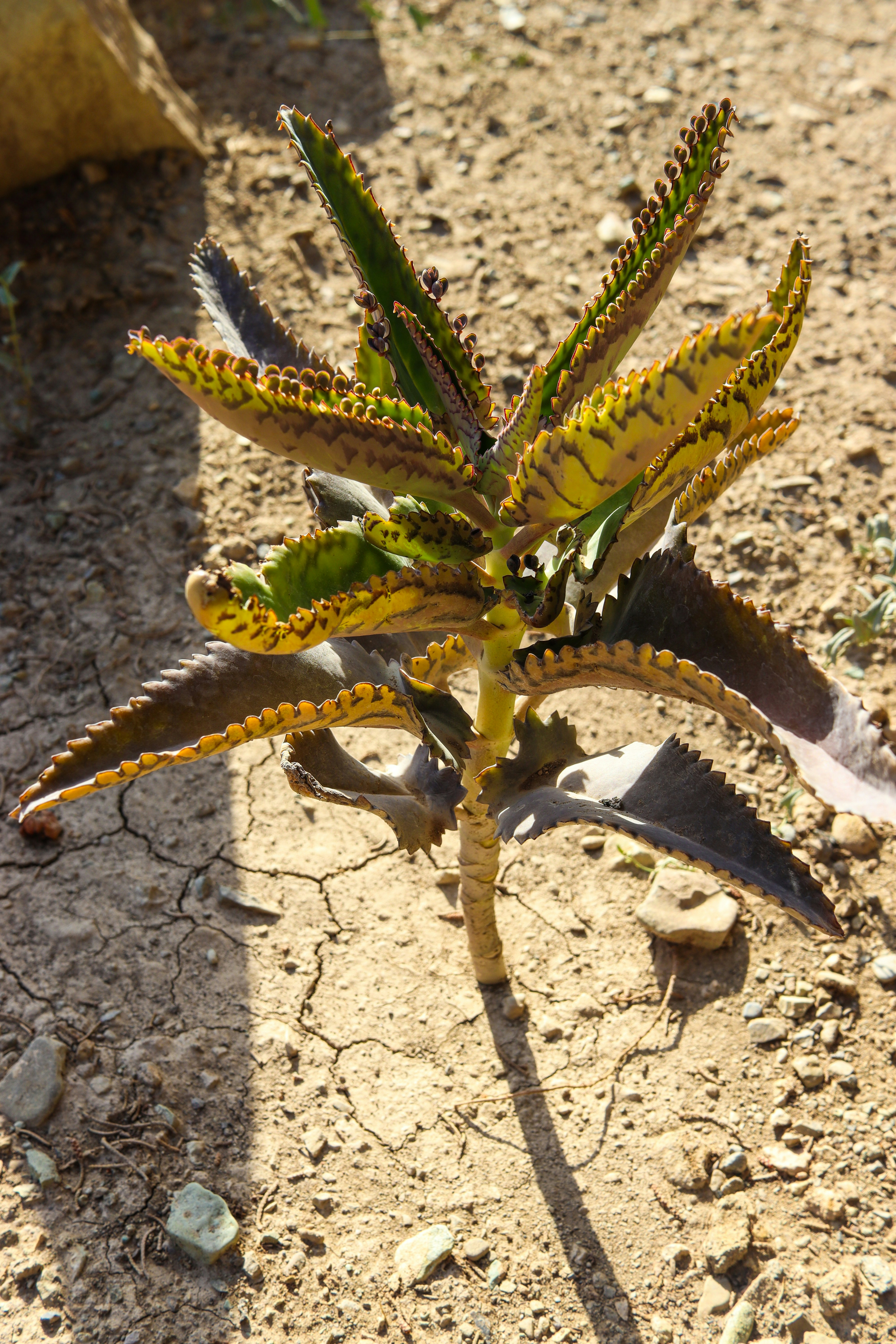 Desert Crown: Variegated Succulent Reaching Through Cracked Earth