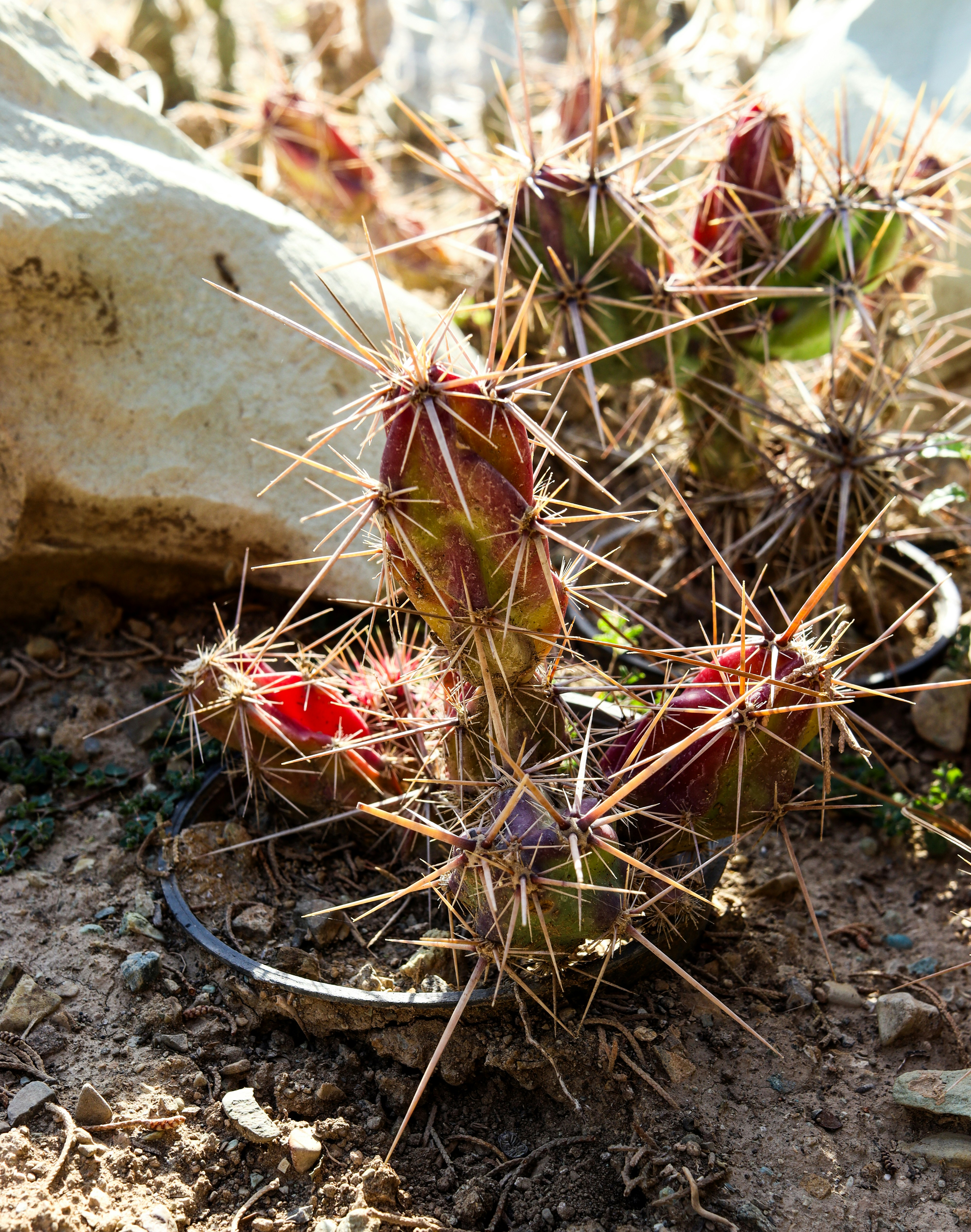 Sunlit Spine: Desert Cactus Cluster with Crimson Accents