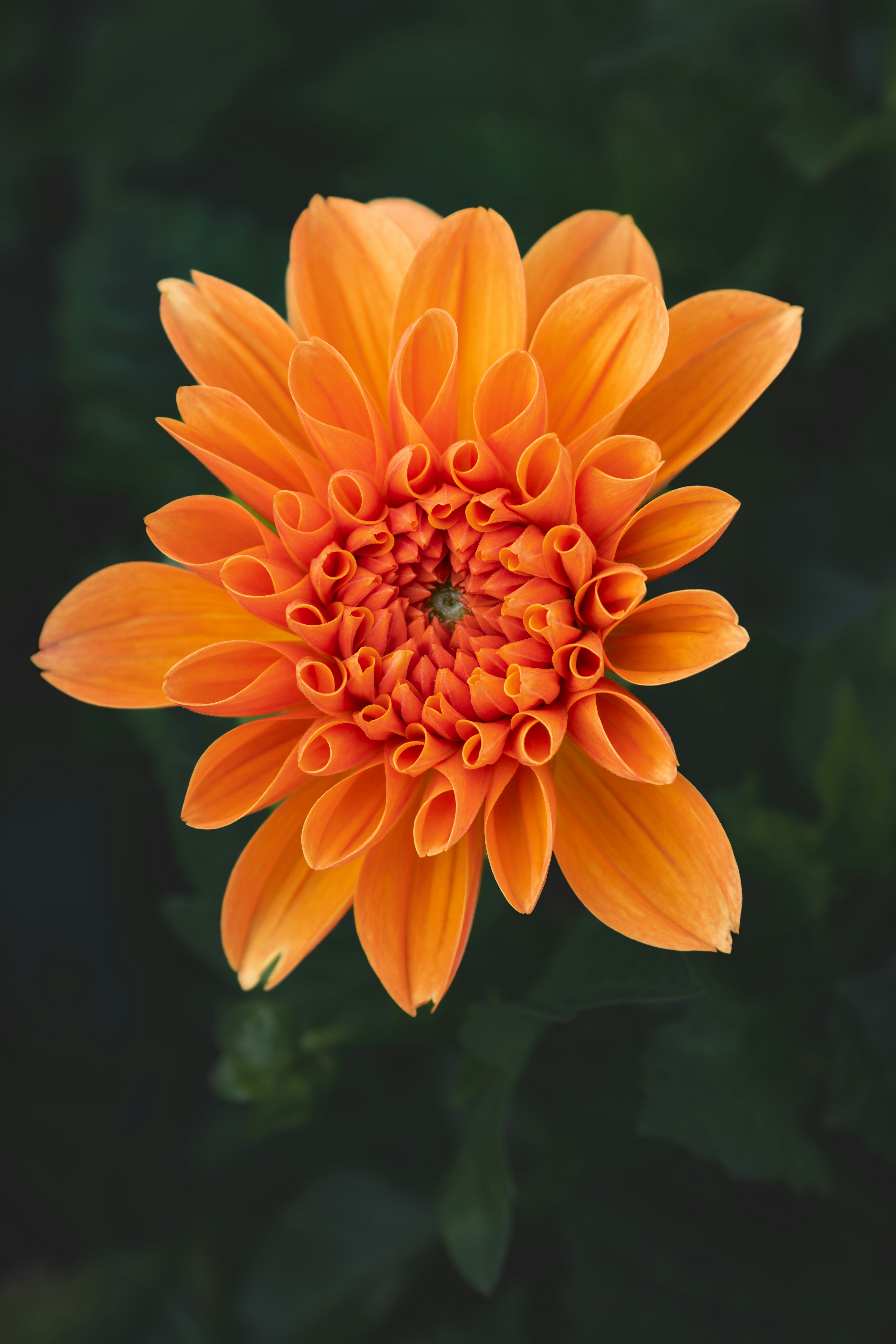 Vibrant orange flower with intricate petal formations, set against a dark green backdrop.