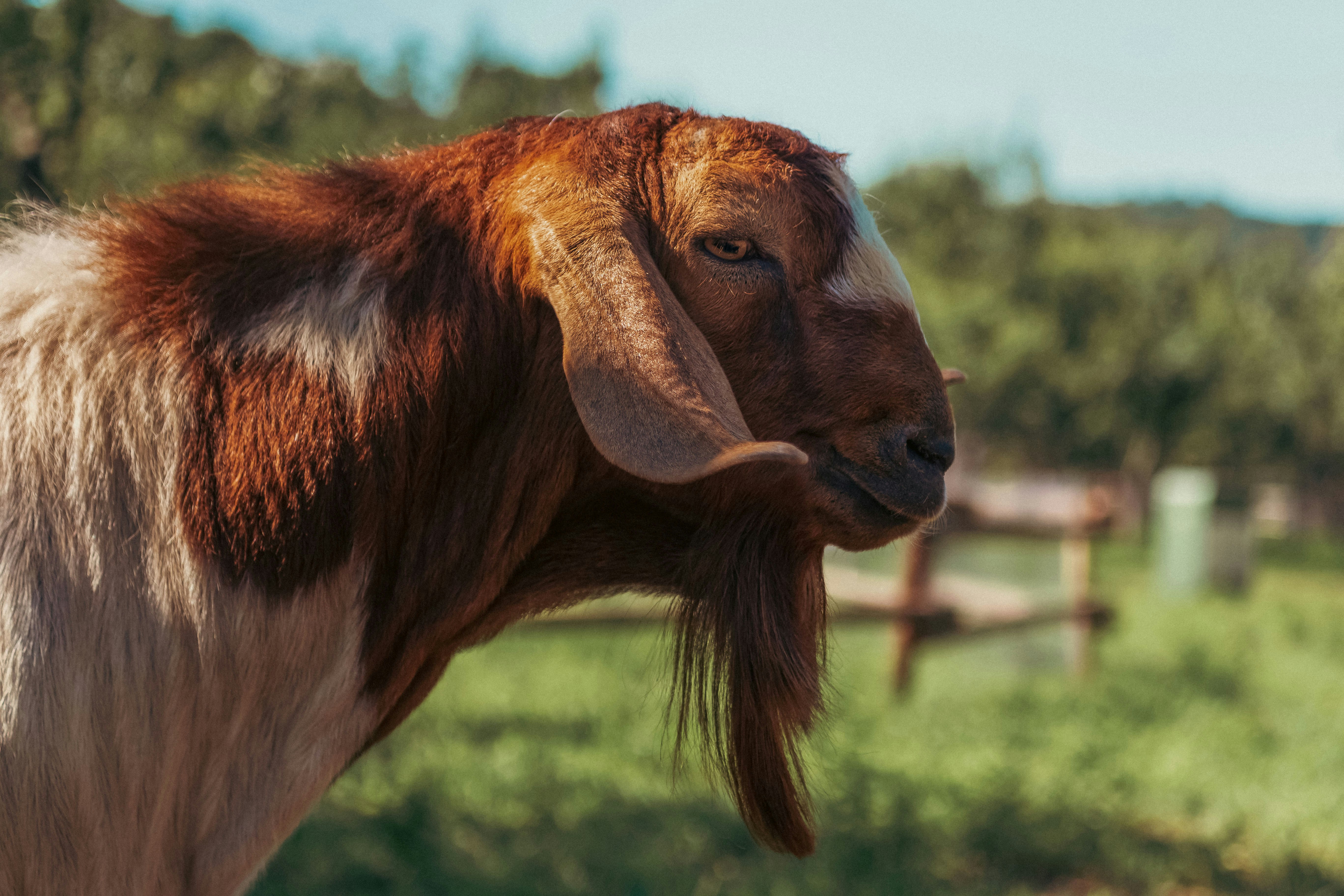 A brown and white goat with long ears stands outdoors.