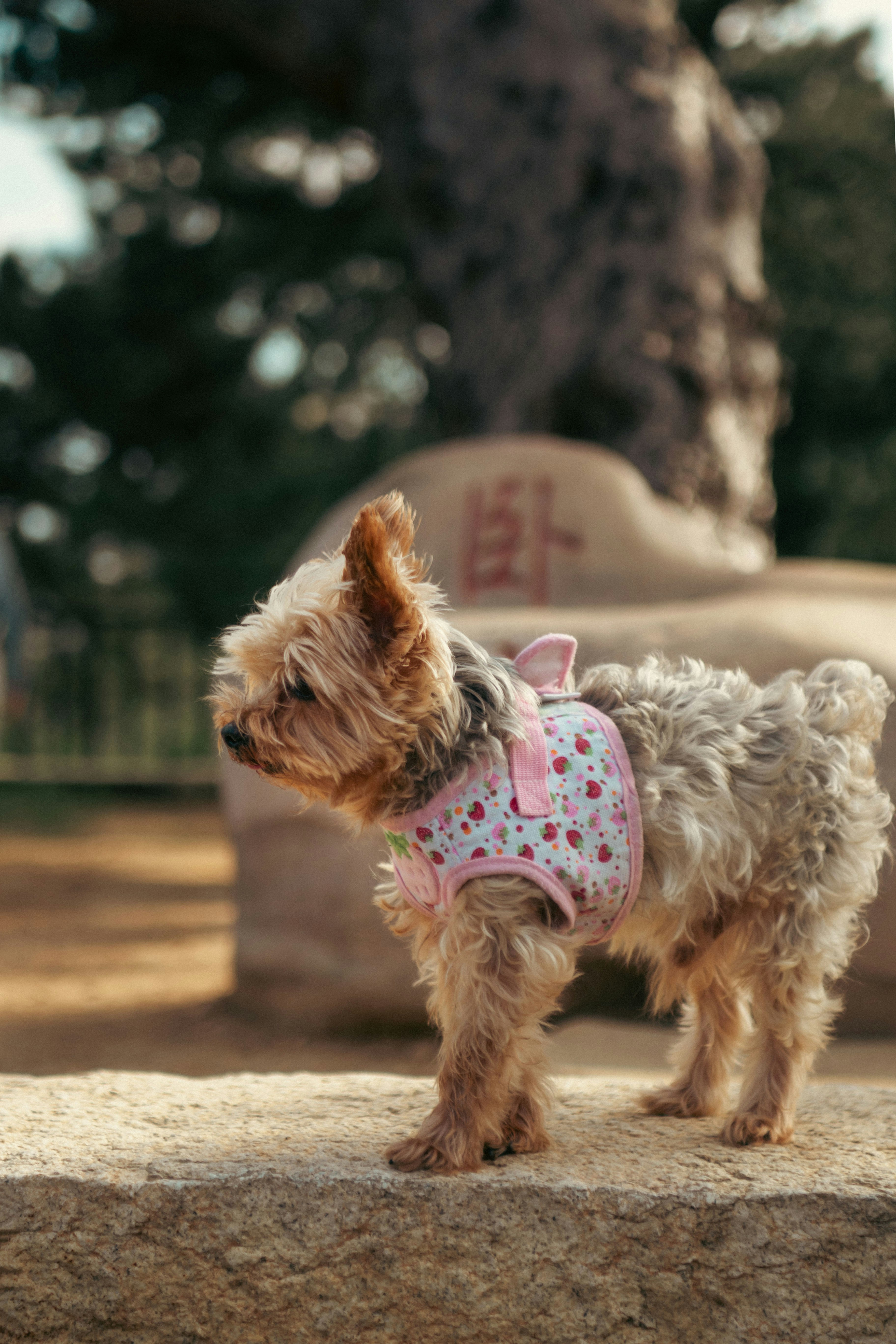 A small dog wearing a pink floral harness stands outdoors.