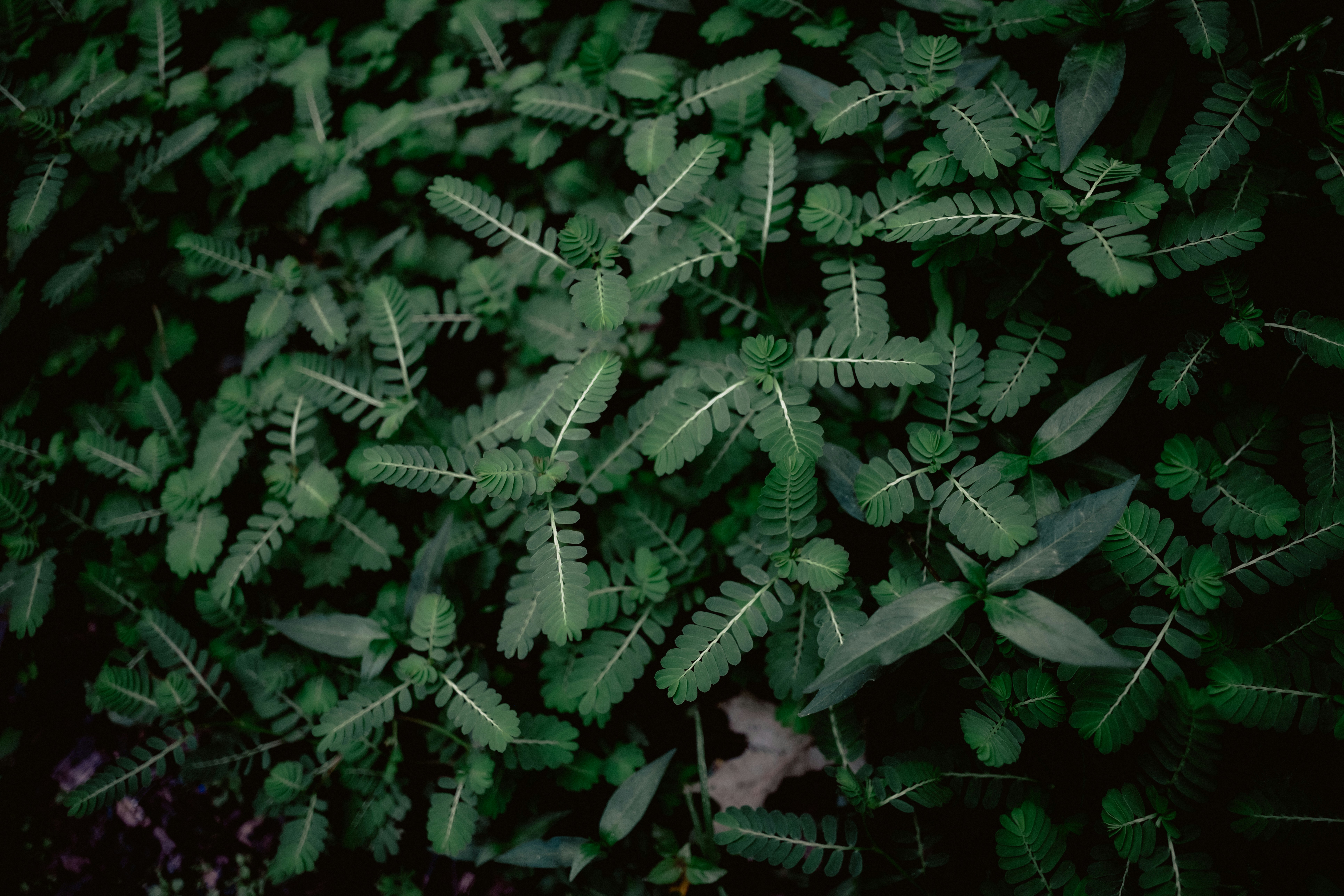 A dense green leafy ground cover with detailed leaves.