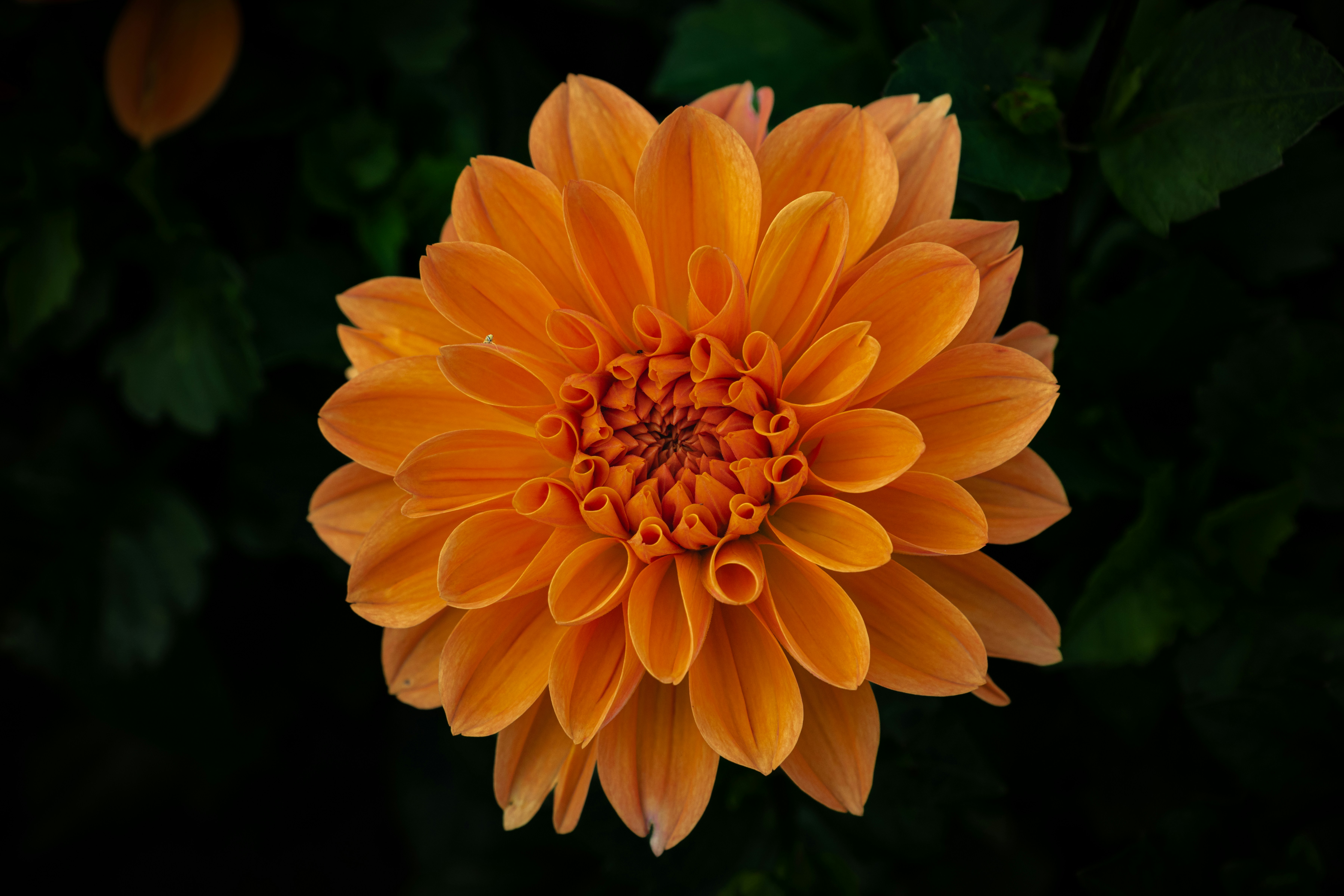 Close-up of a vibrant orange dahlia flower
