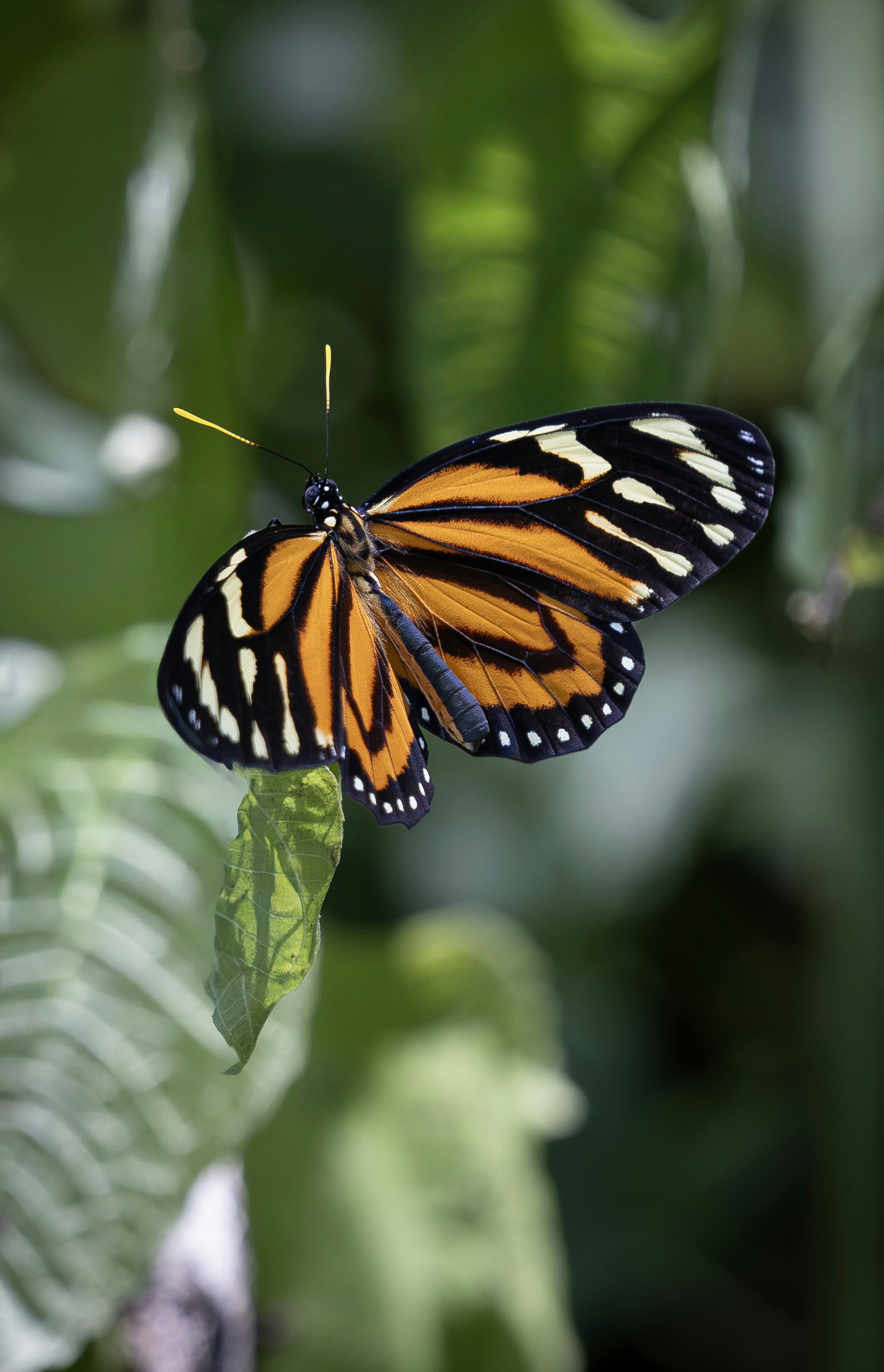 A vibrant monarch butterfly perched delicately on a leaf, showcasing its striking orange and black patterns against a lush green backdrop.