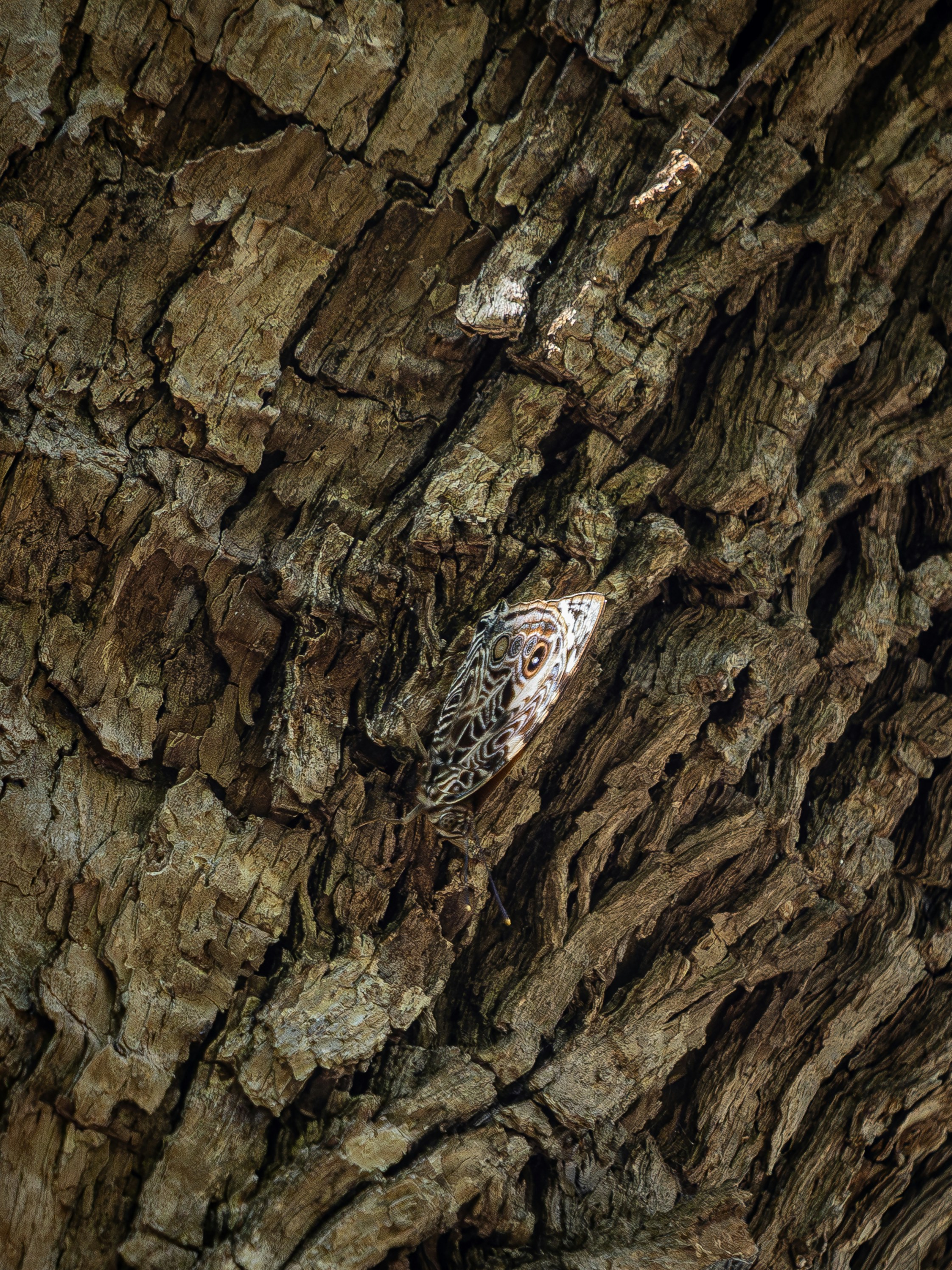 Close-up of intricate moth wings resting on rough tree bark