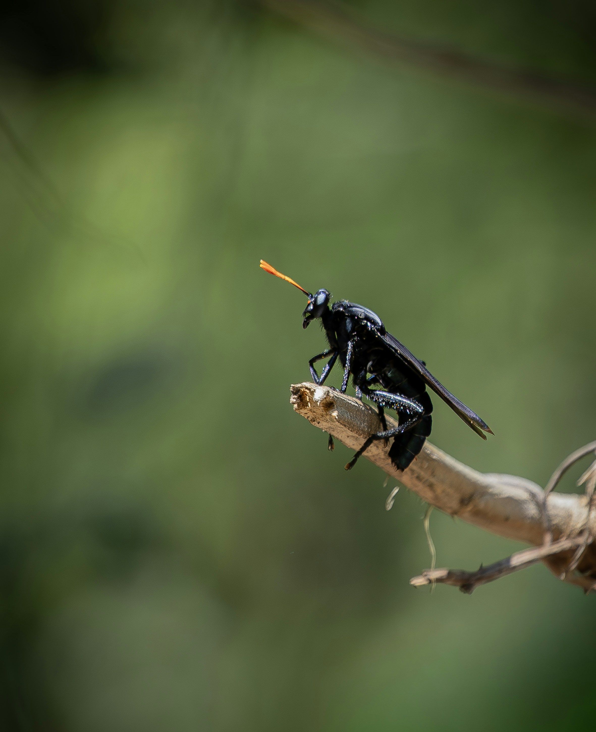 Edge-of-Green Quiet: A Glossy Hornet on a Weathered Twig
