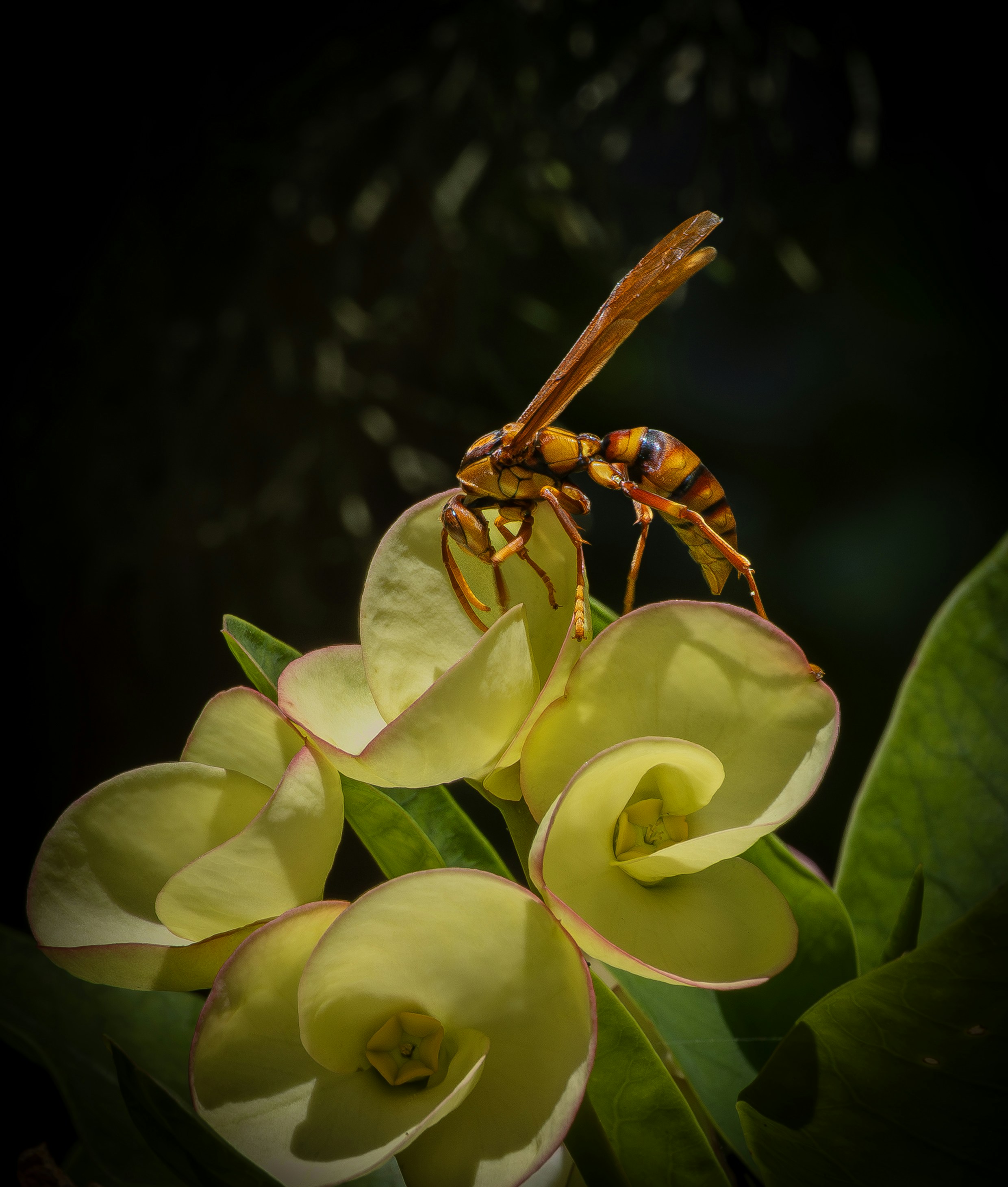 Amber Wasp on Cream Spirals