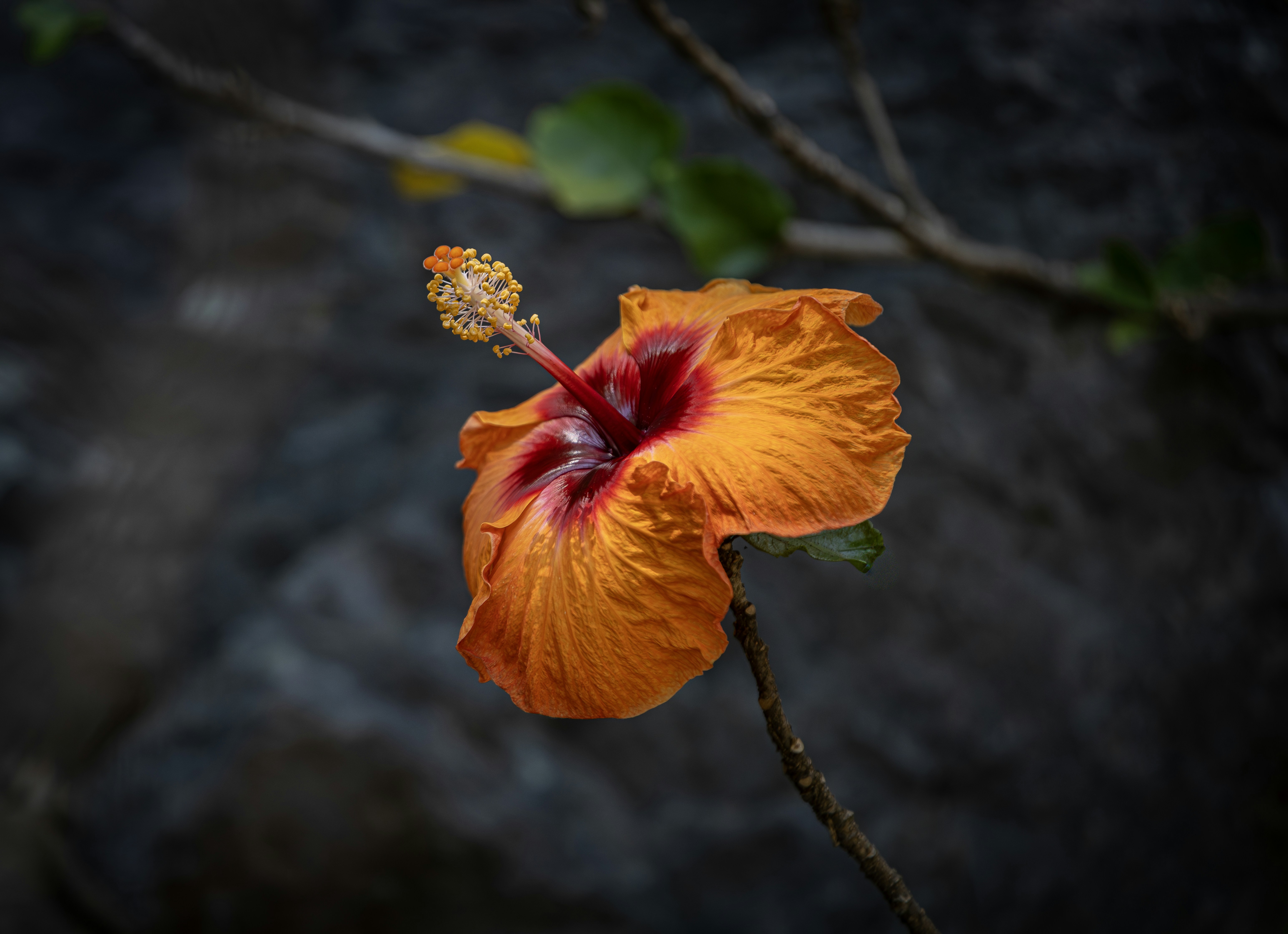 Orange hibiscus flower with dark center.