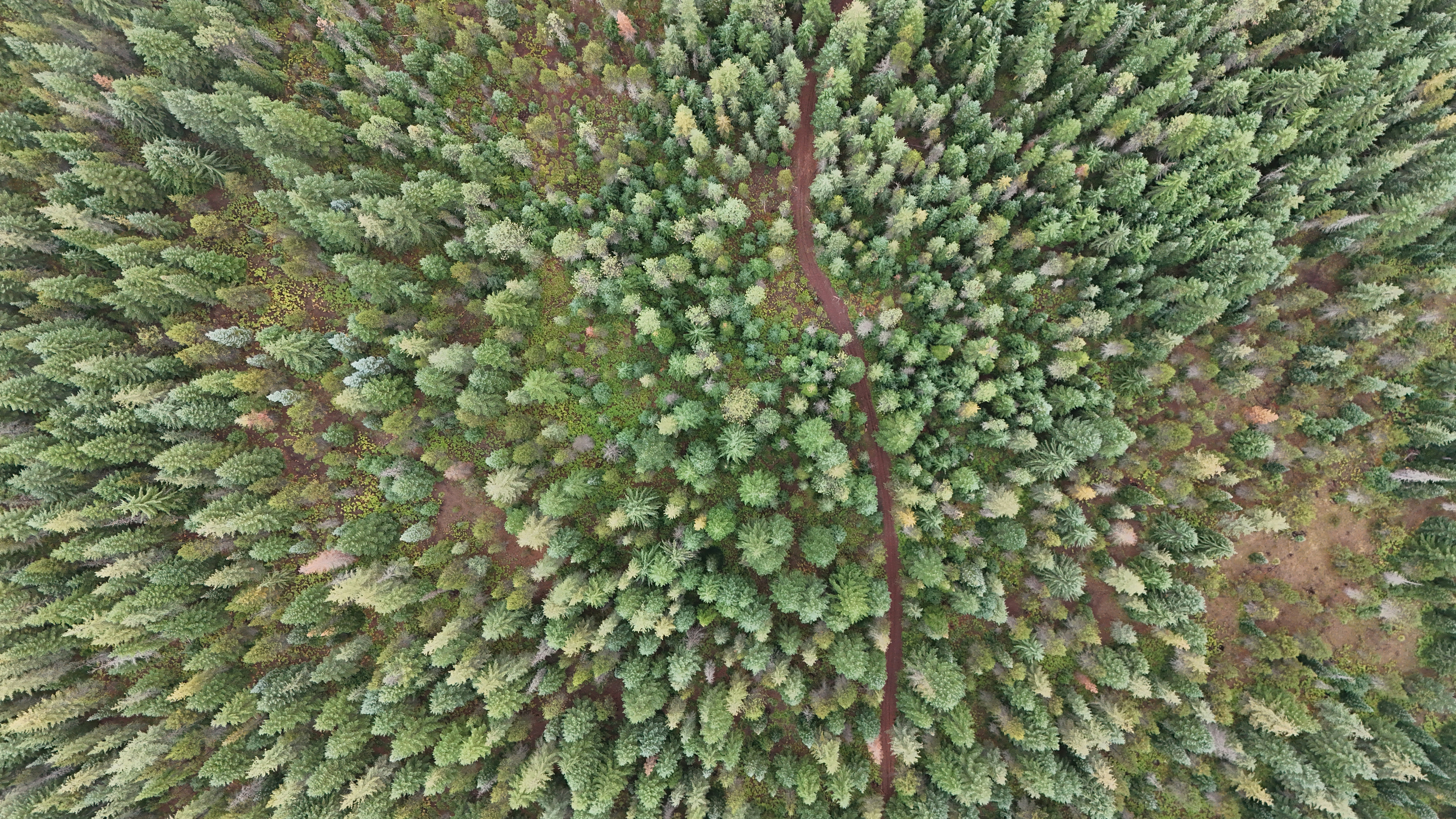 Aerial view of a dense evergreen forest canopy.