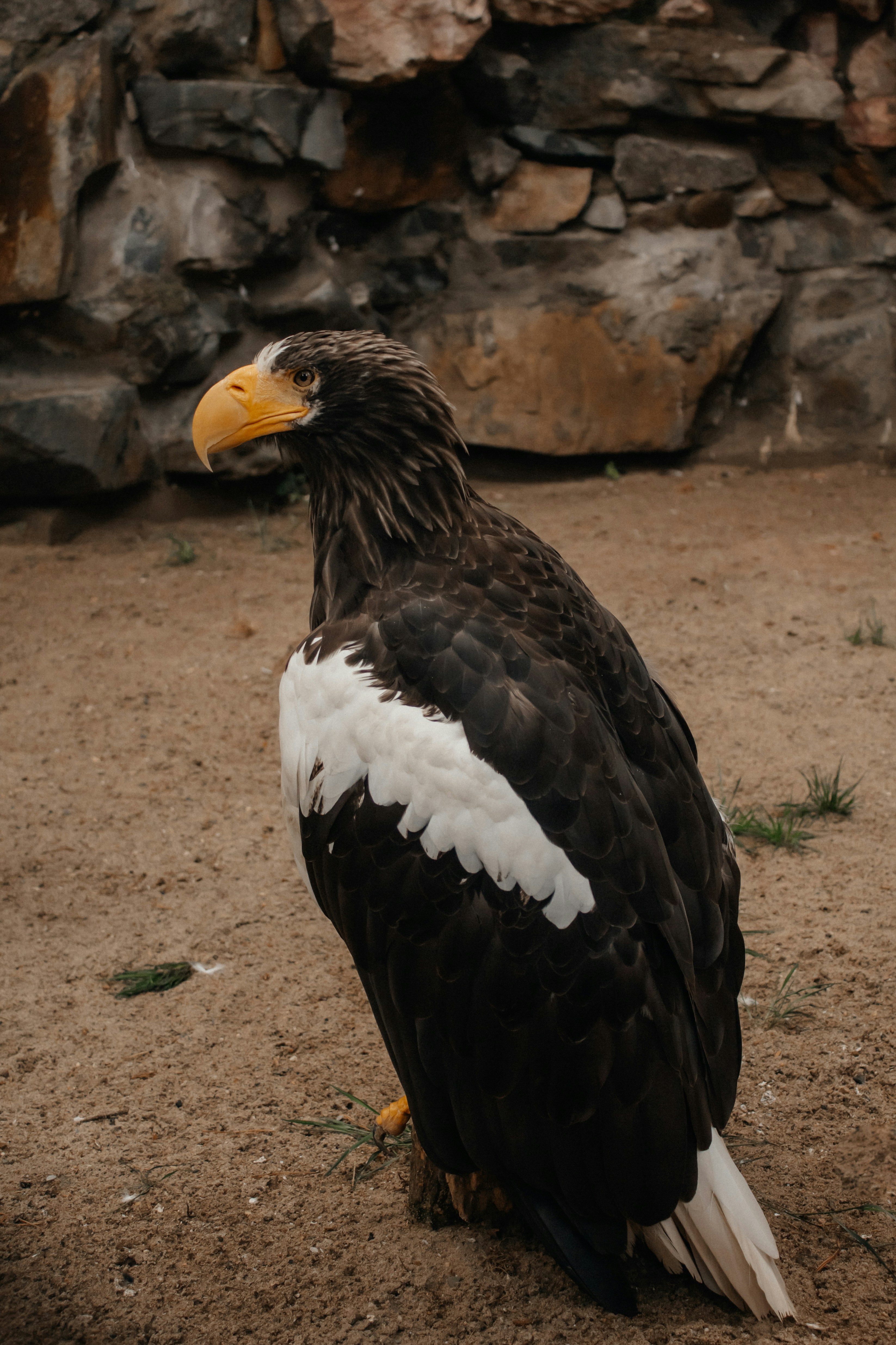 A close-up of a sea eagle perched on the ground, showcasing its distinctive feathers and powerful beak against a rocky backdrop.