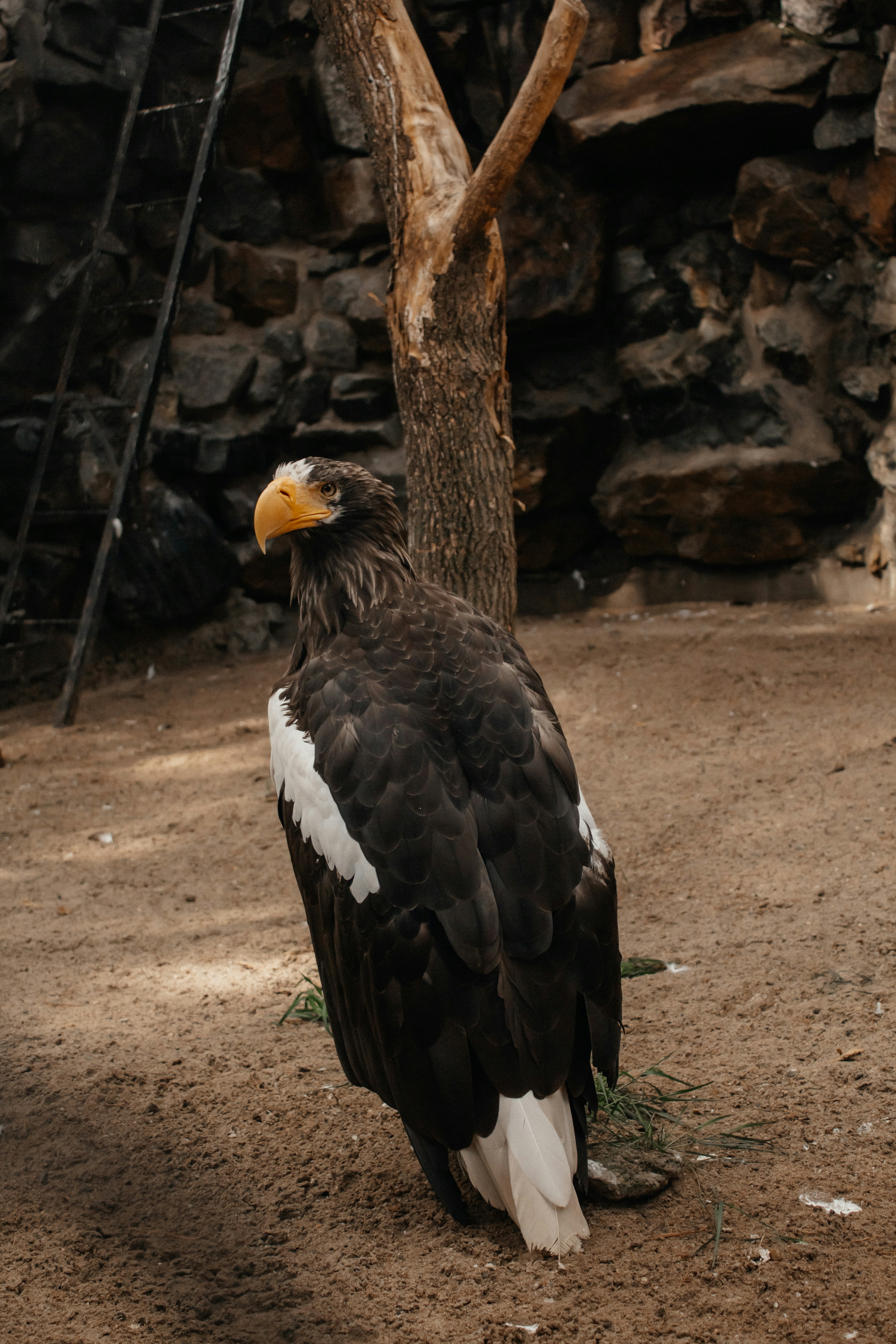 Majestic Stance of the Sea Eagle