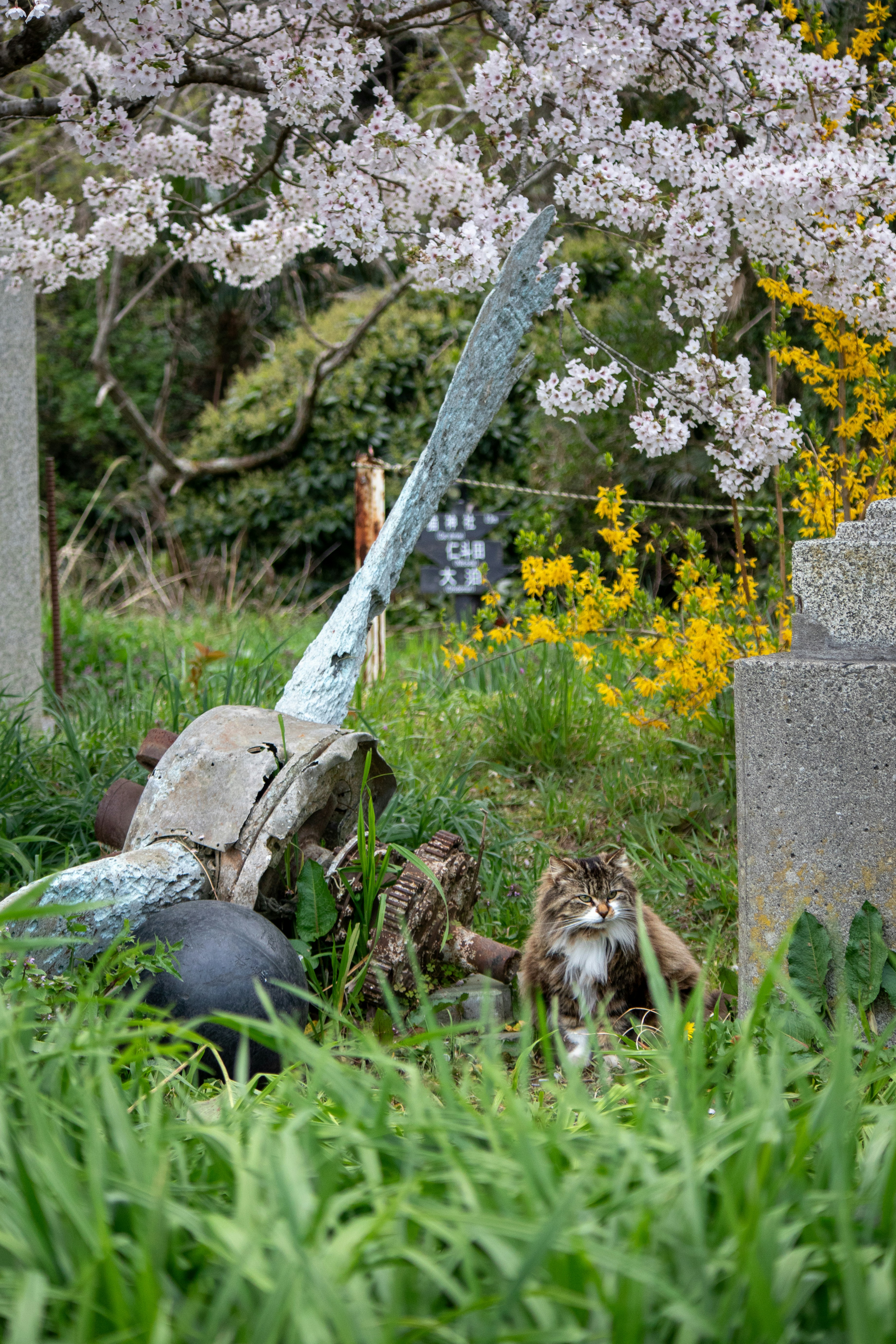 Cat sits by propeller near blooming cherry blossoms.