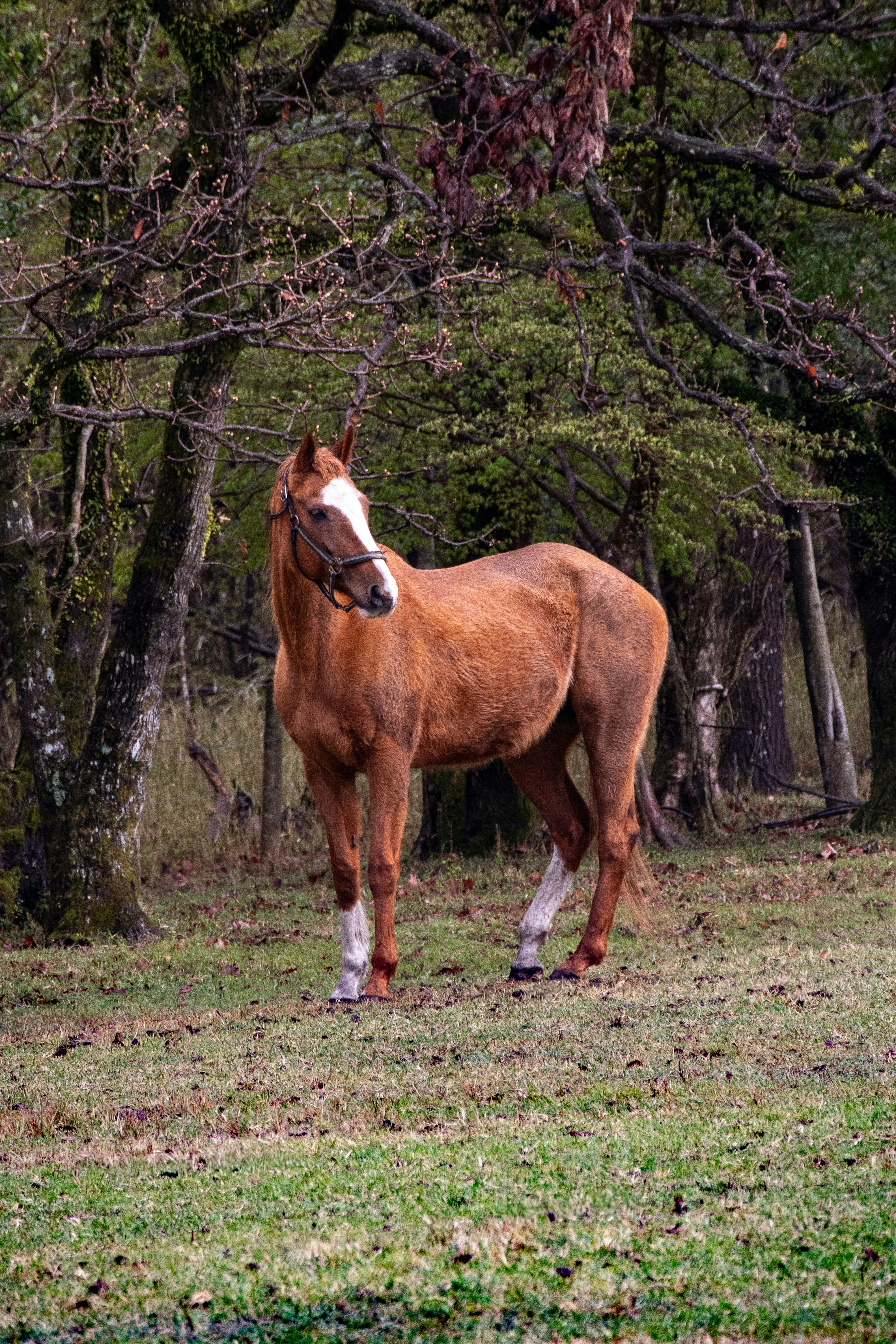 Brown horse standing in a forest clearing.