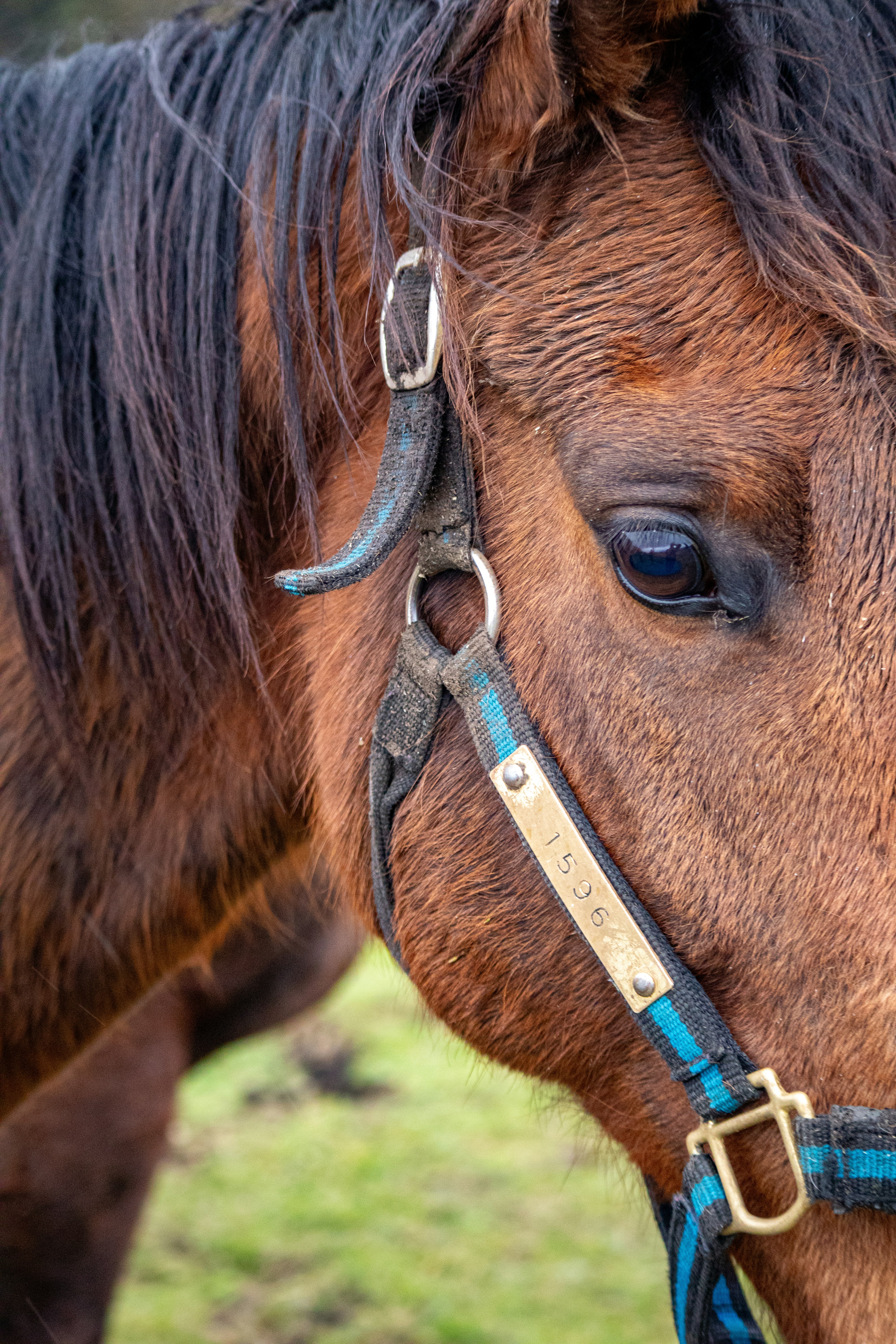 Close-up of a brown horse's head with bridle