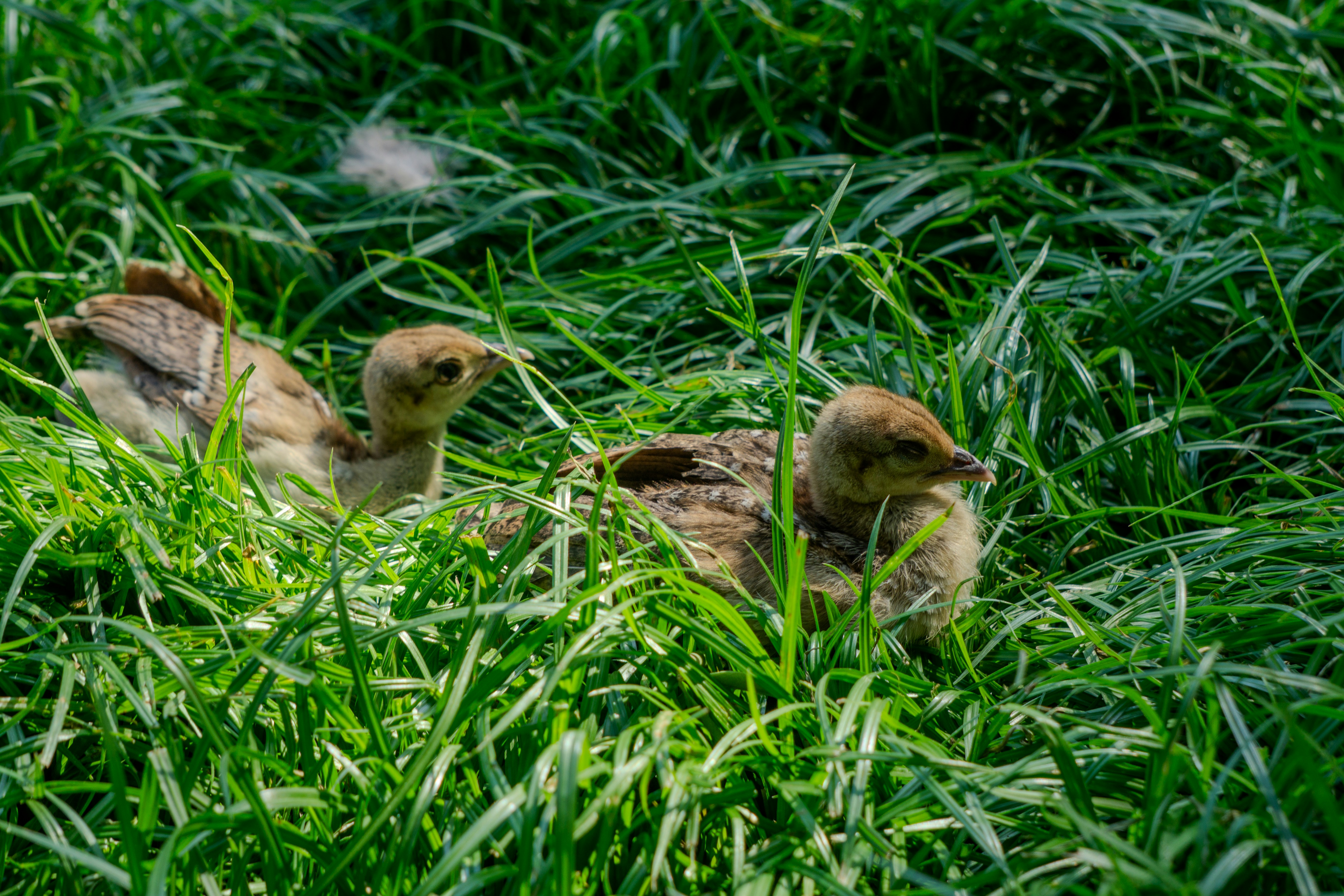 Nestled Amongst Nature's Green Carpet