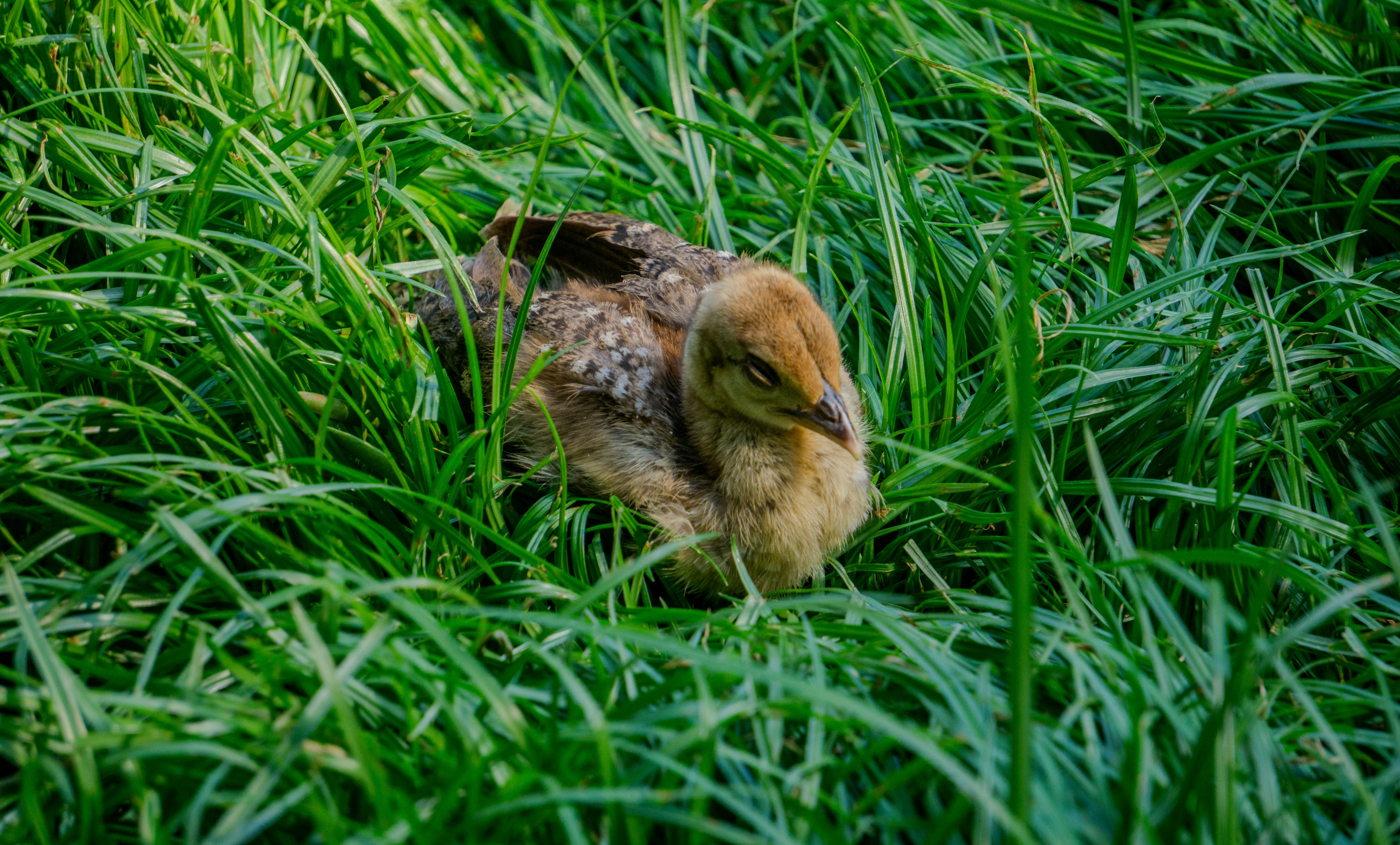 Nestled in Nature's Embrace