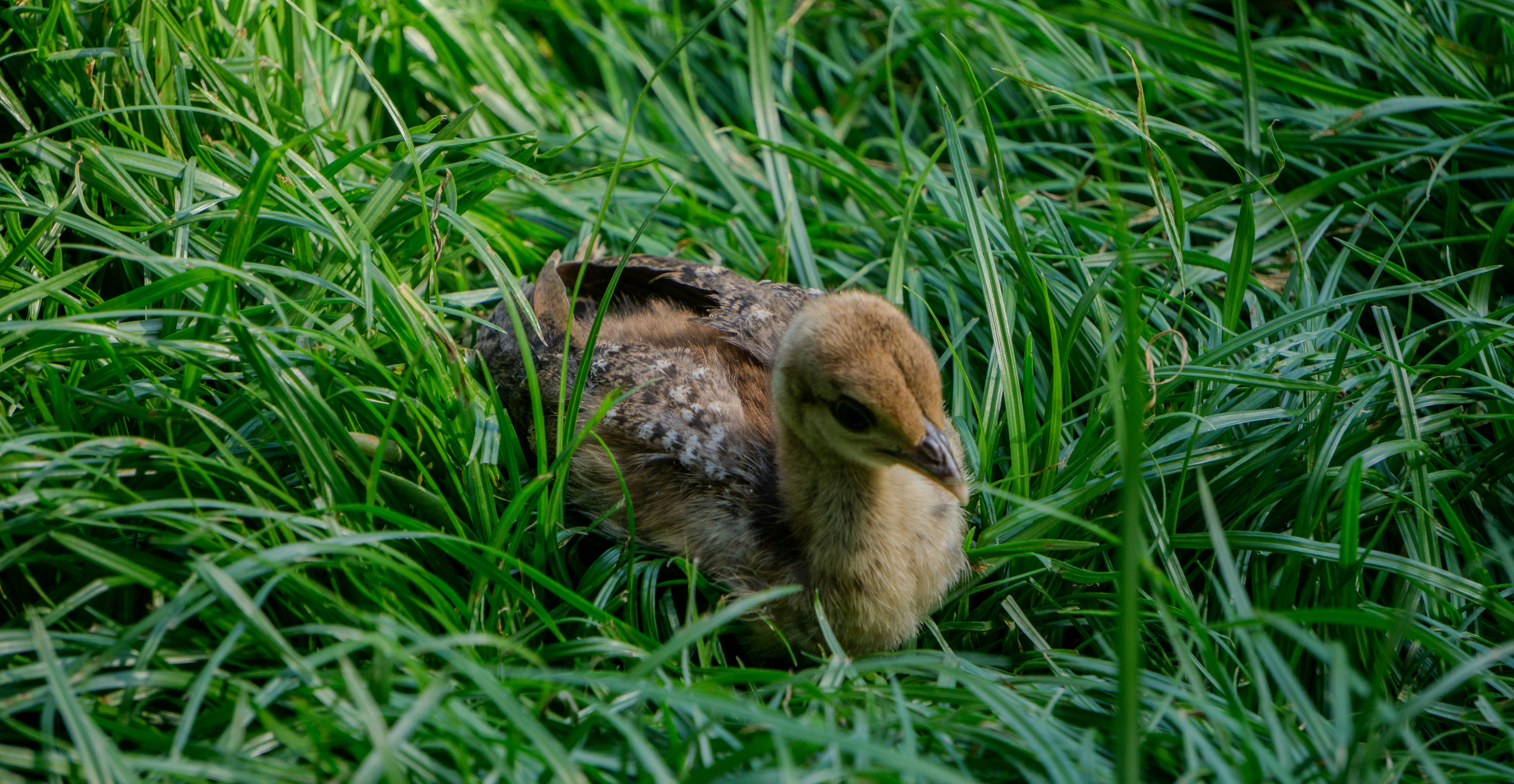 Hidden Duckling Among the Verdant Blades