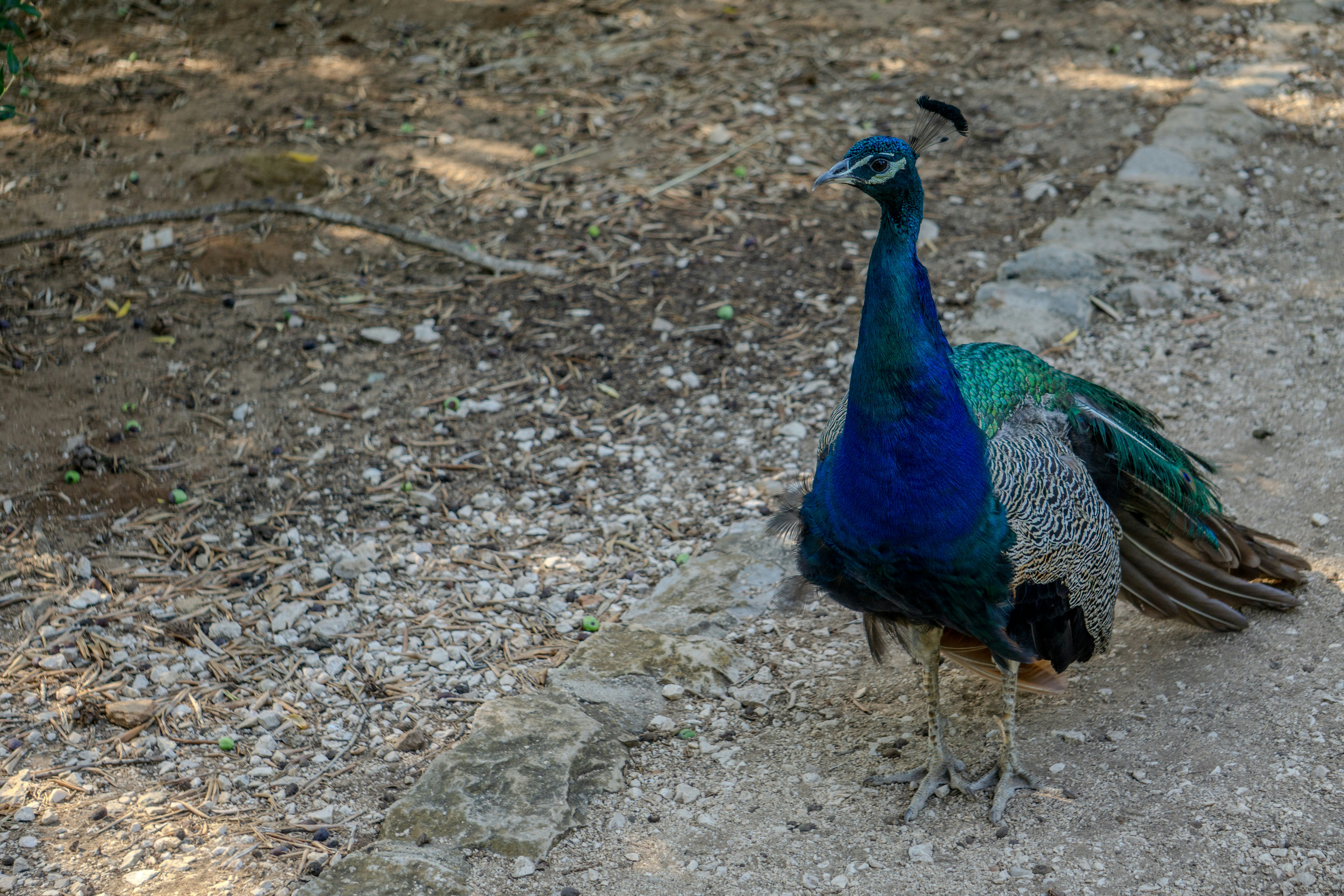 Emerald-Crowned Peacock on a Dusty Path