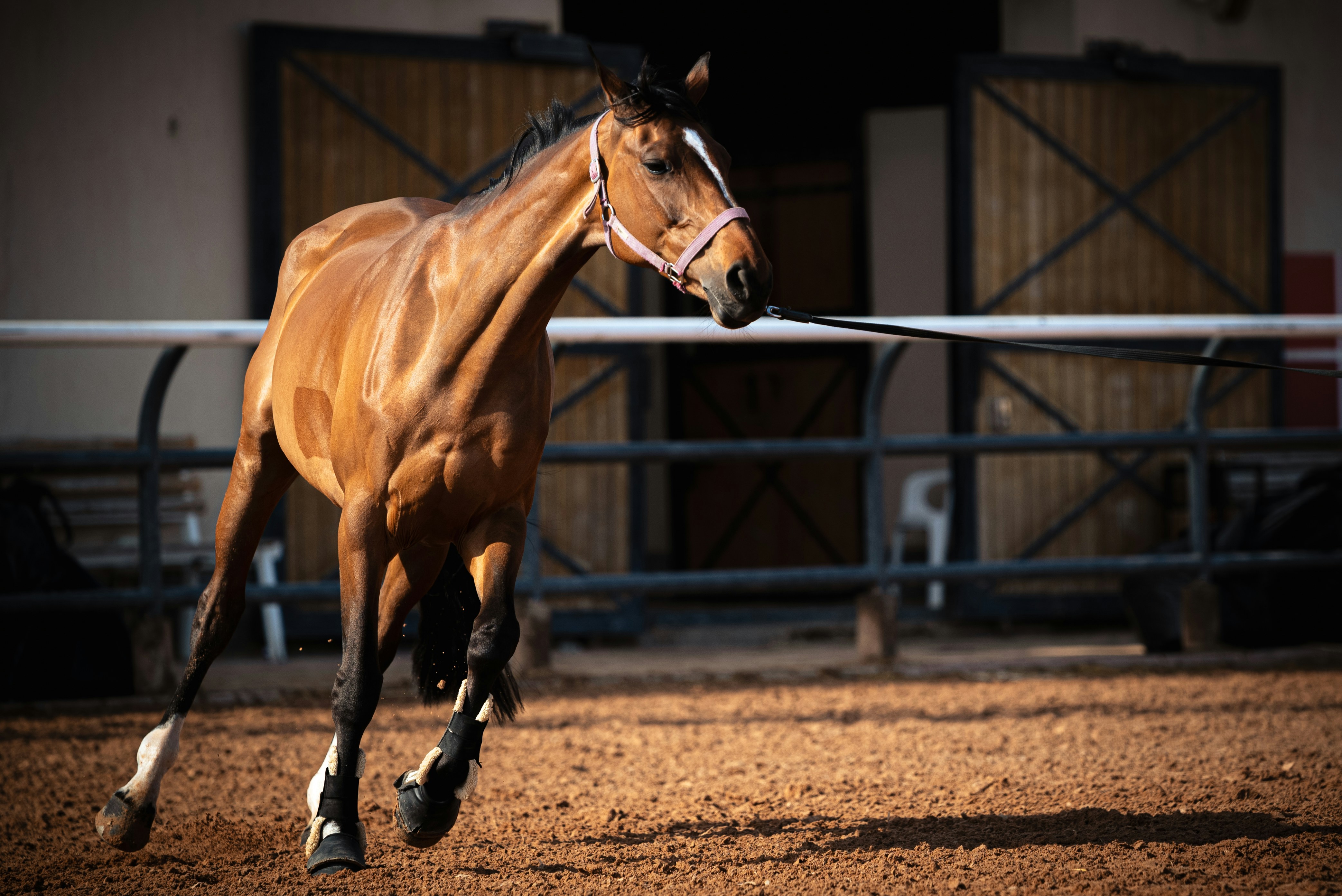 A brown horse running in an outdoor arena. photo – Free Animal Image on ...