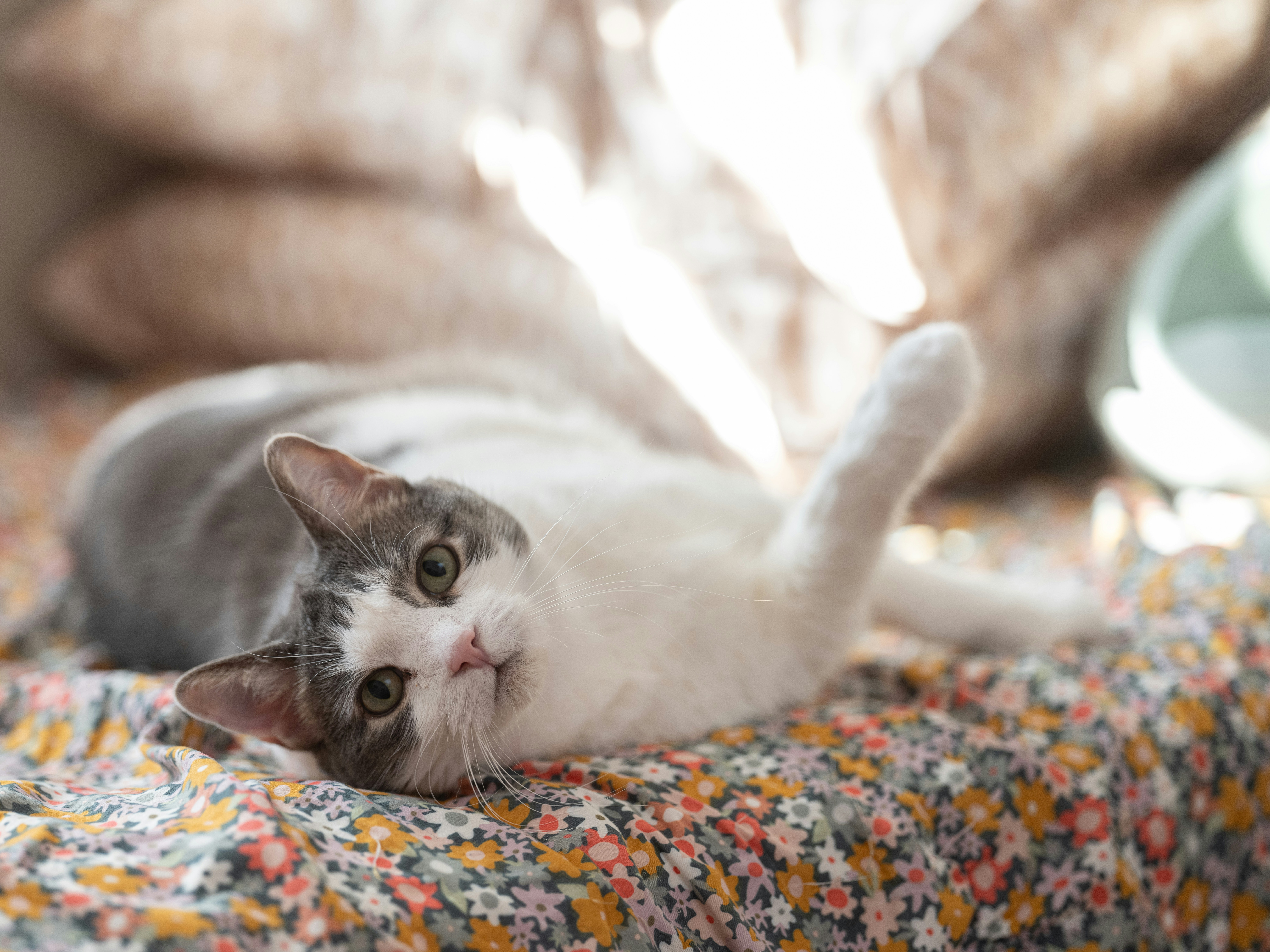 Whiskered Wonder in a Floral Retreat