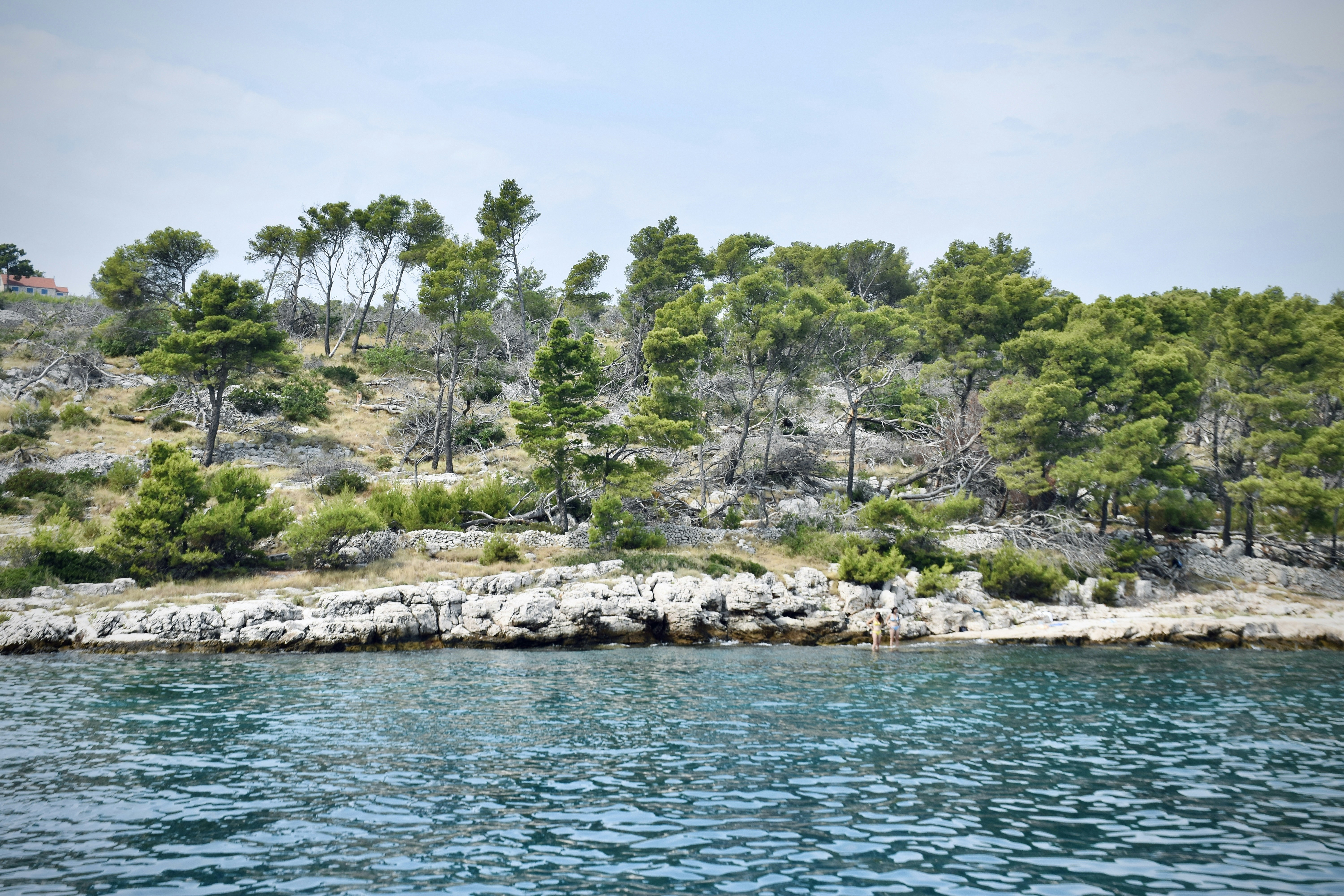 green forrests of Croatia up to the coastline | Rocky coastline with pine trees under a cloudy sky.