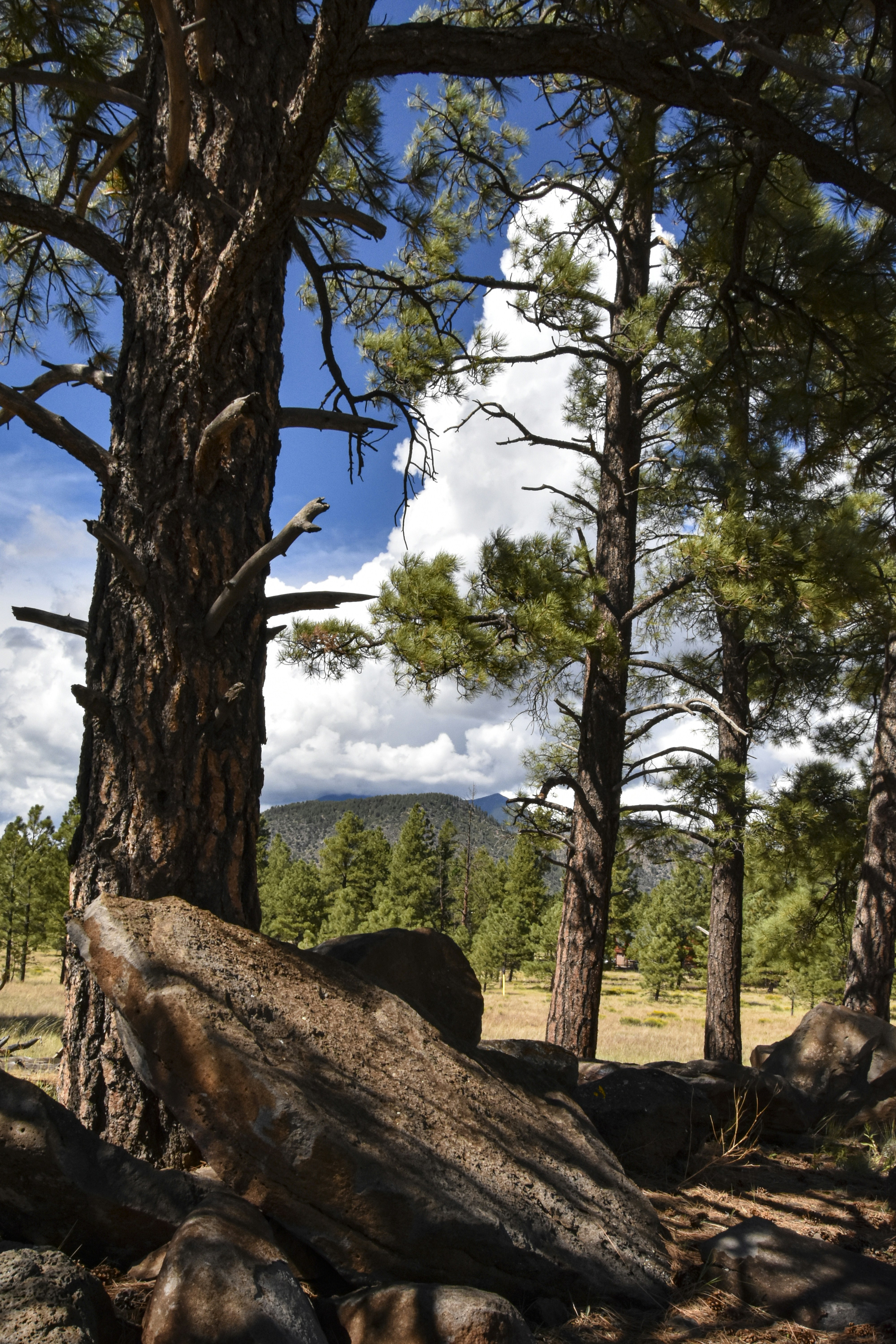 Whispers of the Pines: A Forest's Embrace