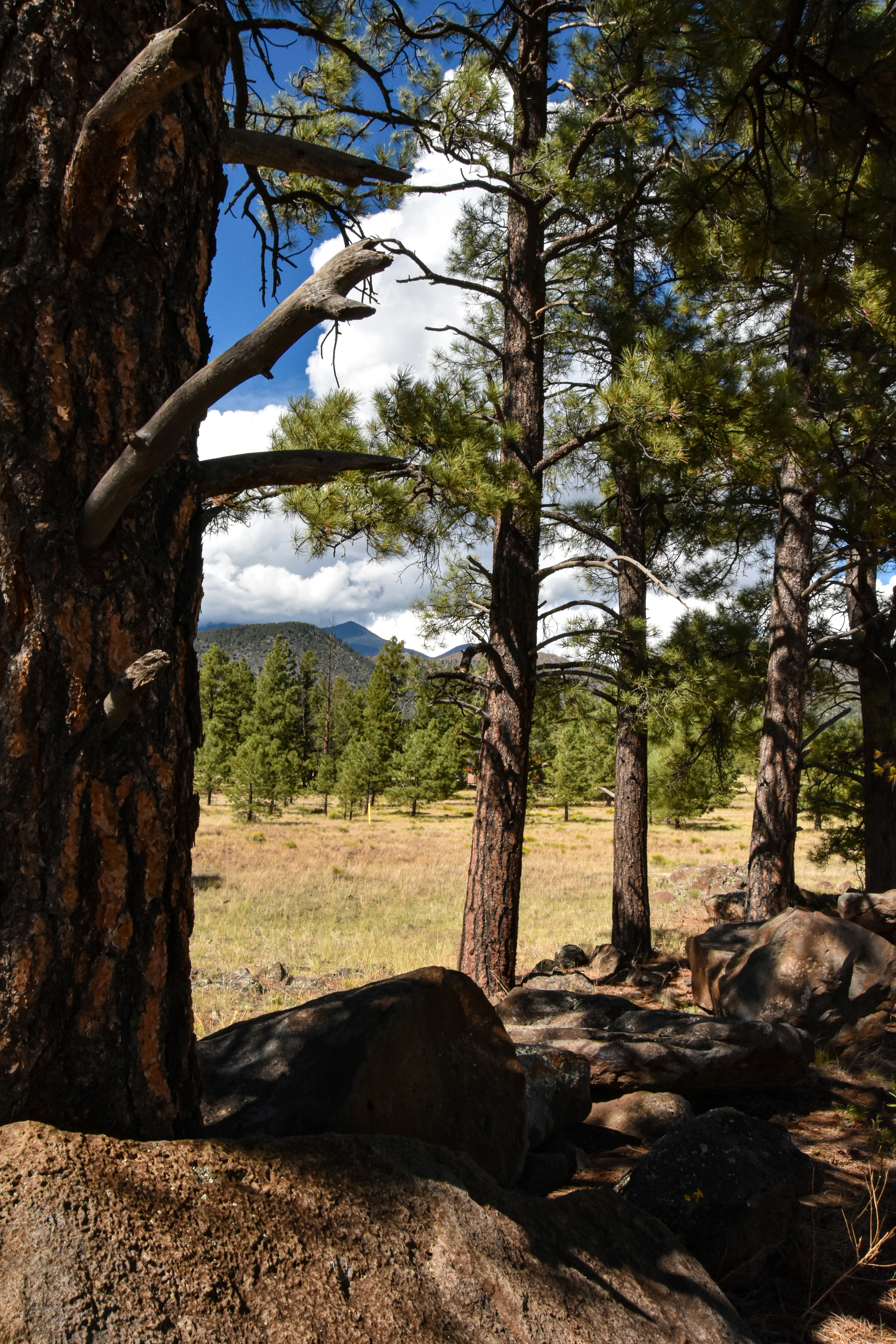 Pine trees and rocks in a sunlit forest clearing.
