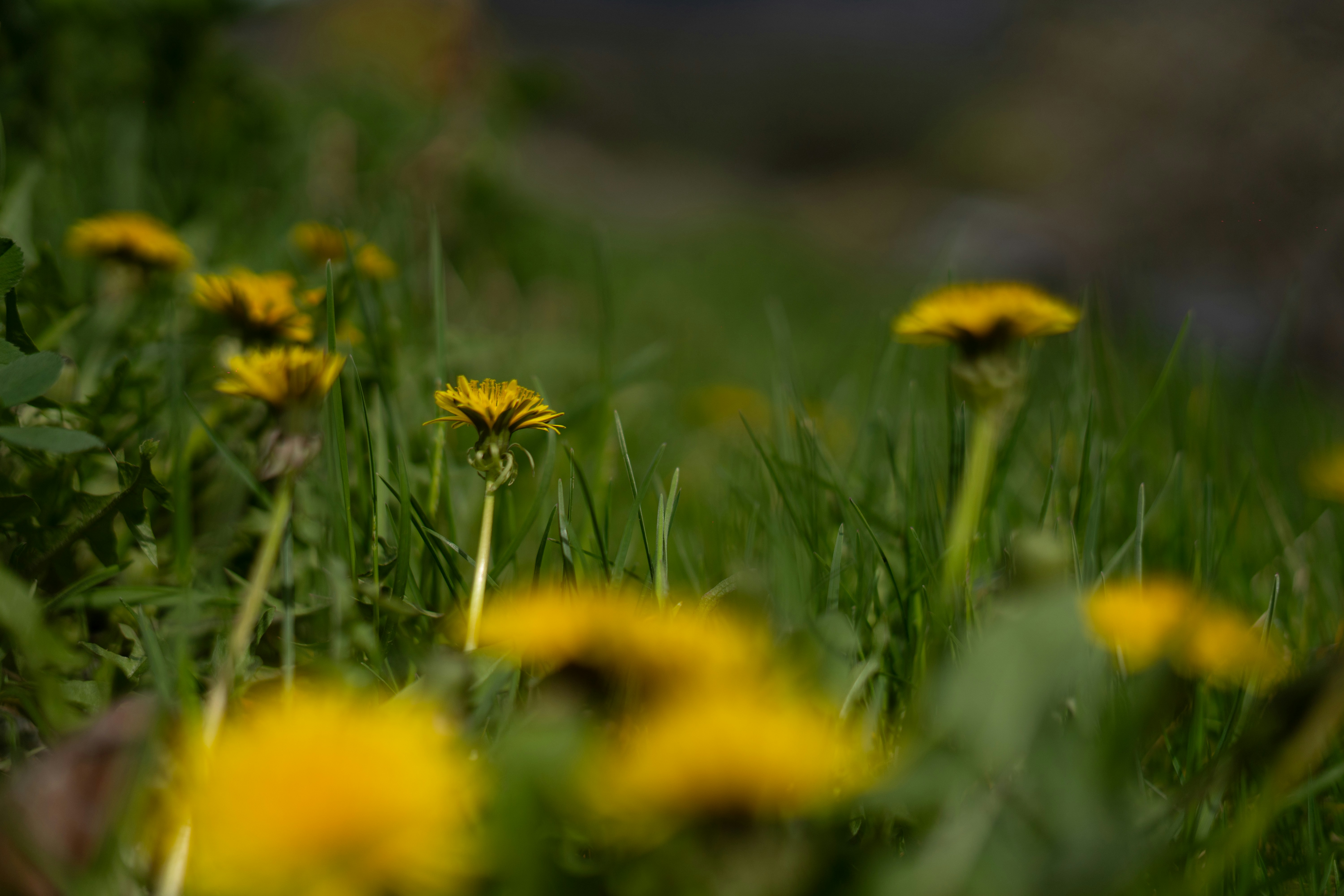 Bright yellow dandelions stand tall amidst a lush green backdrop, capturing the essence of spring's renewal.